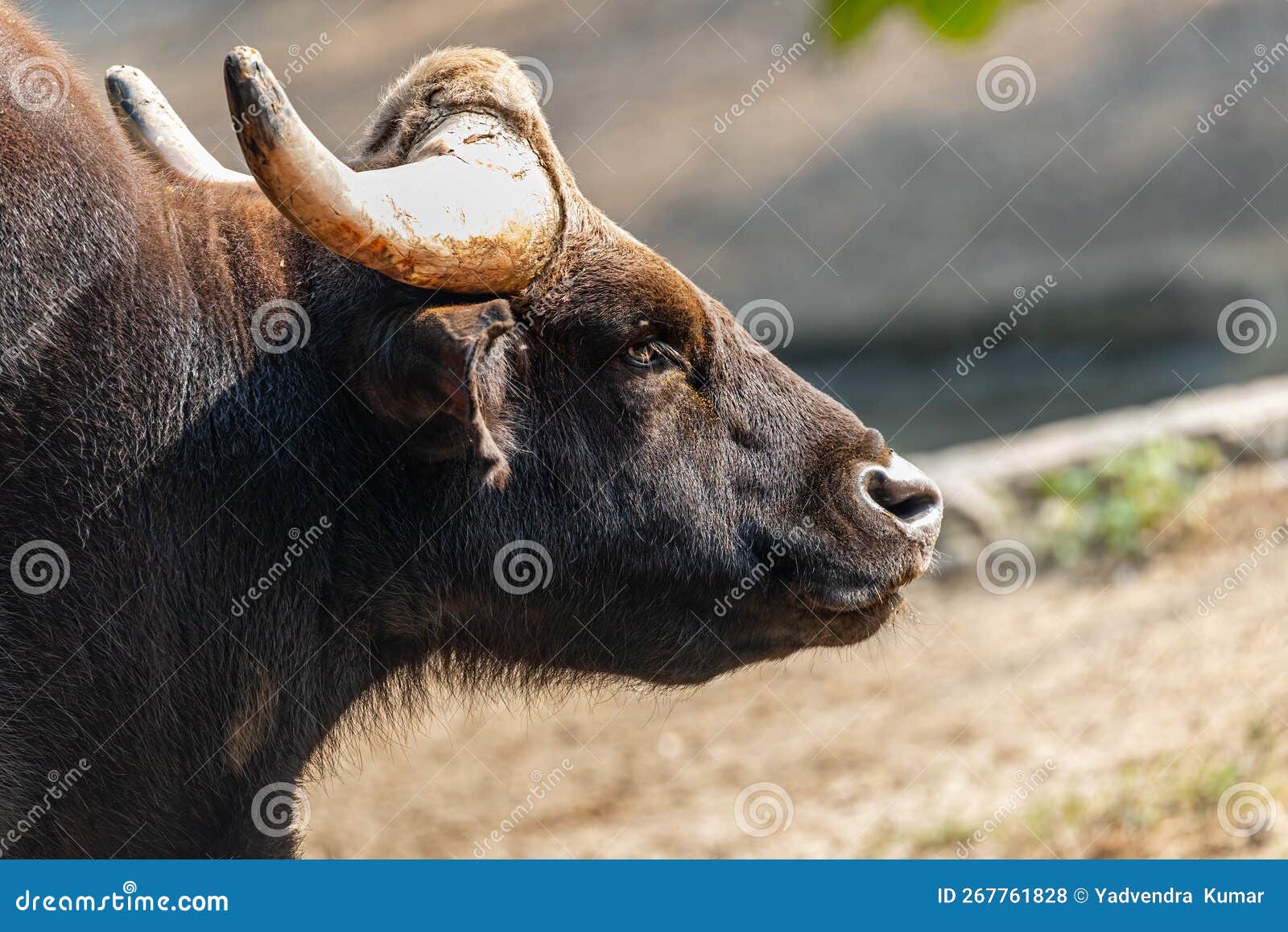 A Head Shot of a Indian Bison Stock Photo - Image of vulnerable ...