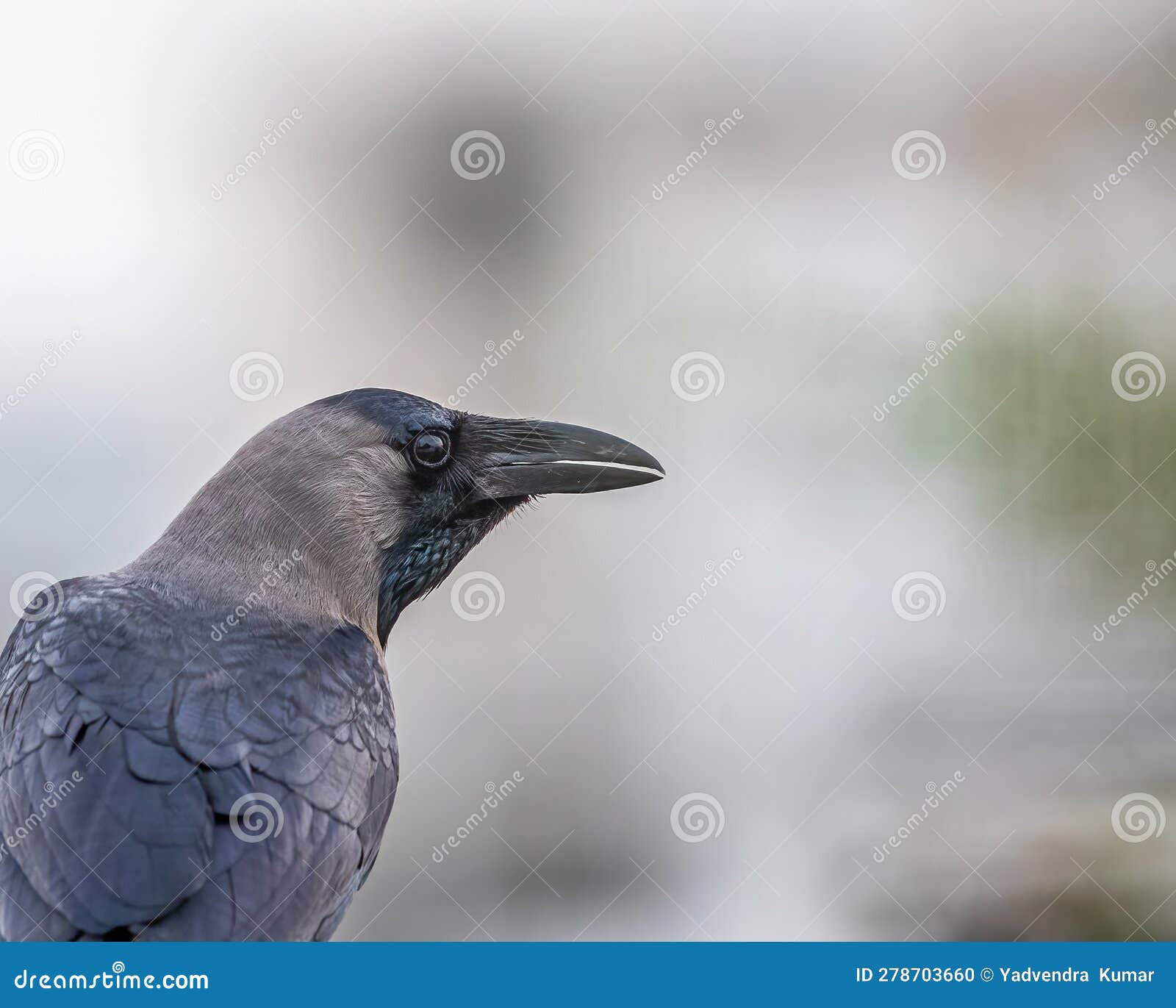 Head Shot of a Crow stock photo. Image of sitting, black - 278703660