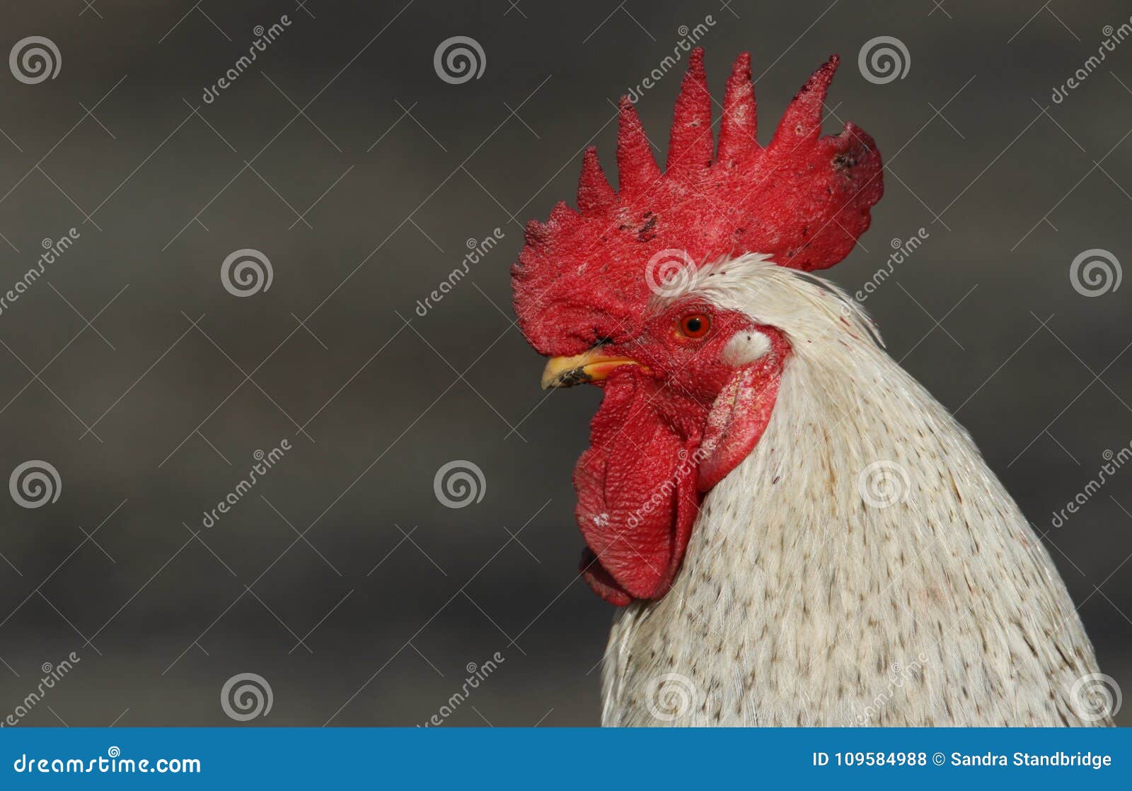 A Head Shot of a Stunning Cockerel. Stock Photo - Image of rooster ...