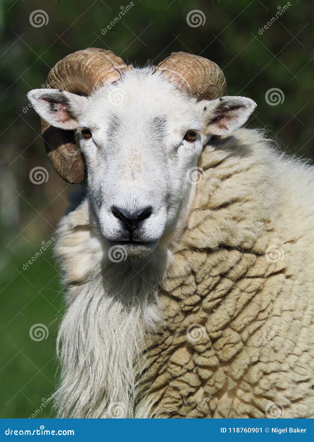 Ram with horns stock image. Image of agriculture, horns - 118760901