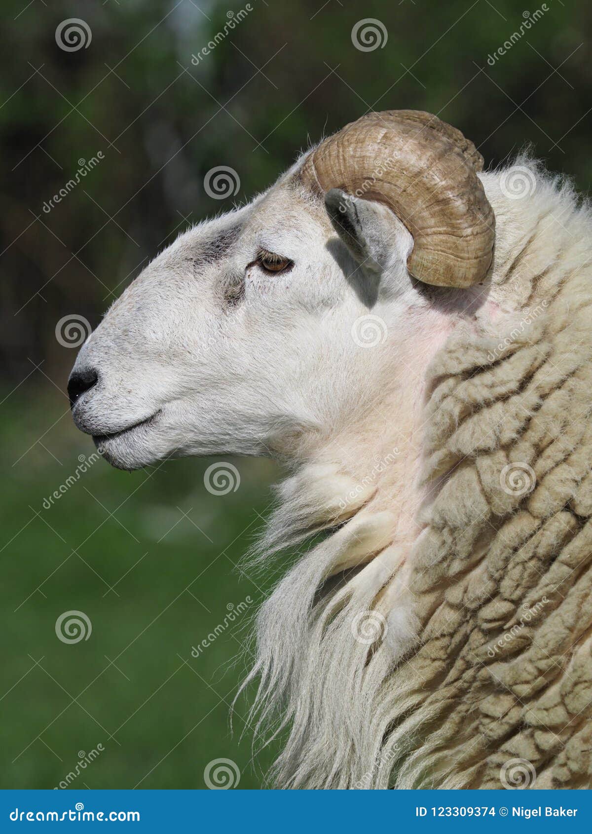 Ram with horns stock photo. Image of wool, farm, horns - 123309374