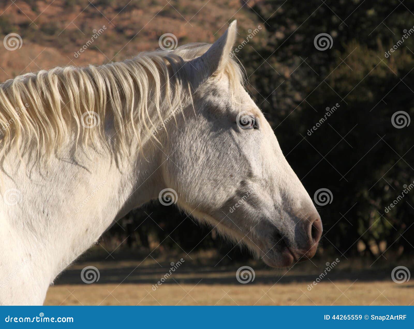 Head Shot of Large White Horse Head Stock Image - Image of horses, ears ...