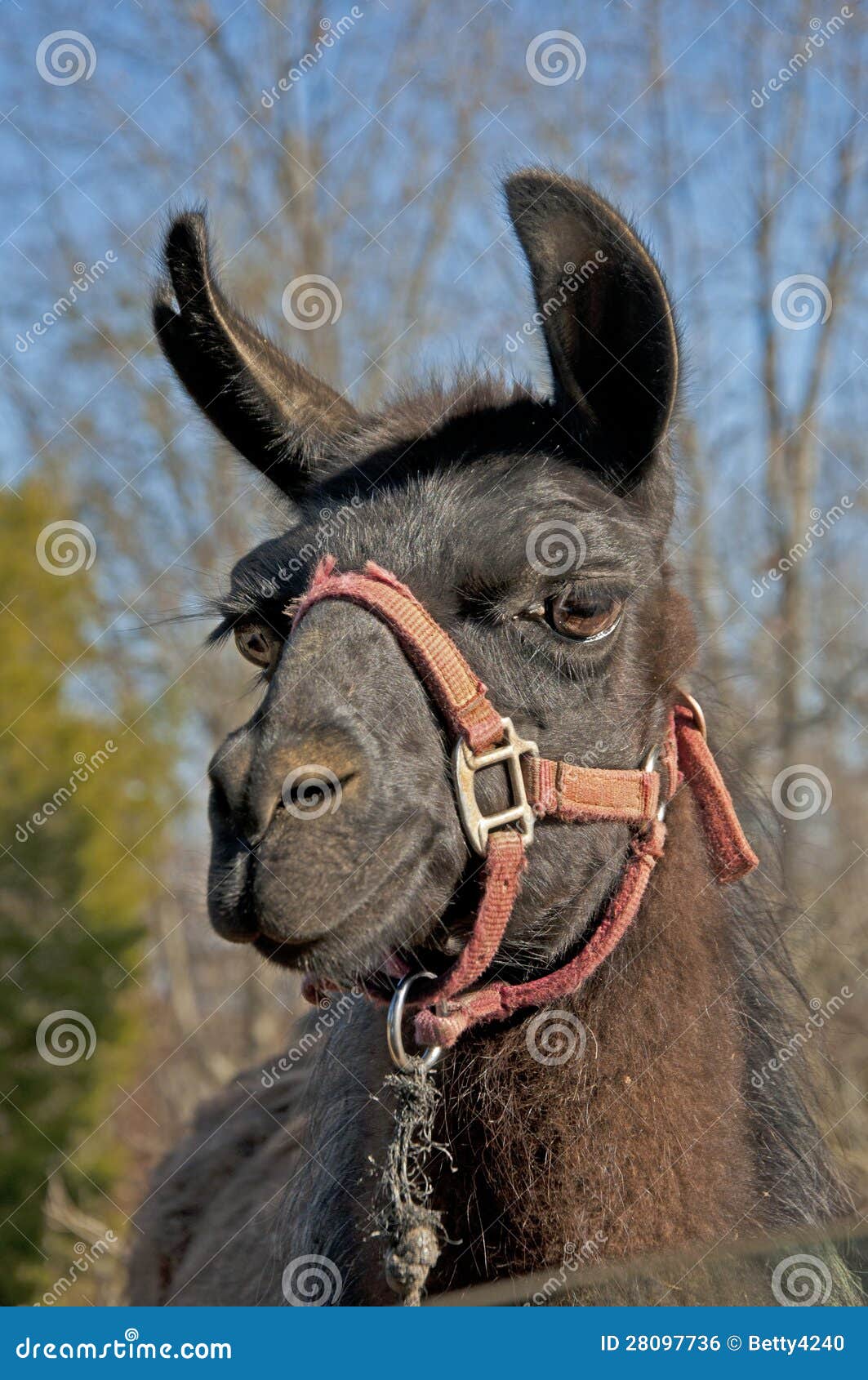 Head Shot of a Llama in Harness. Stock Photo - Image of alpaca, andes ...