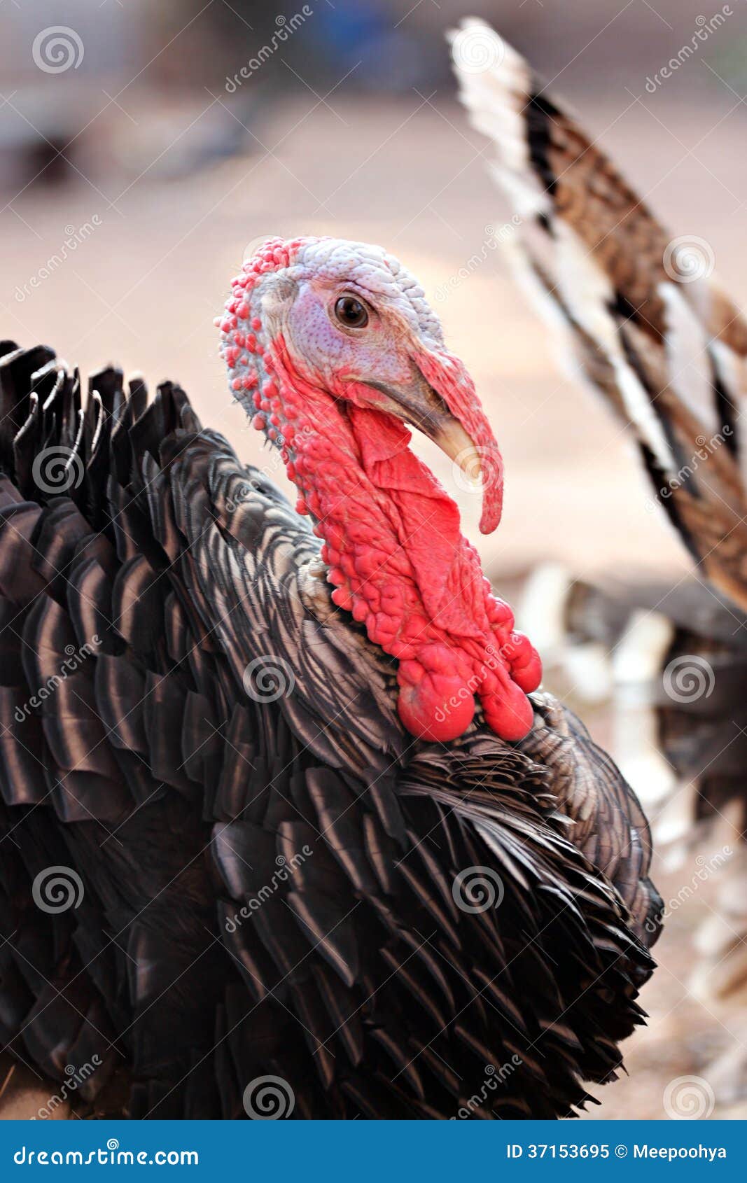 Head shot of male turkey. stock image. Image of shot - 37153695