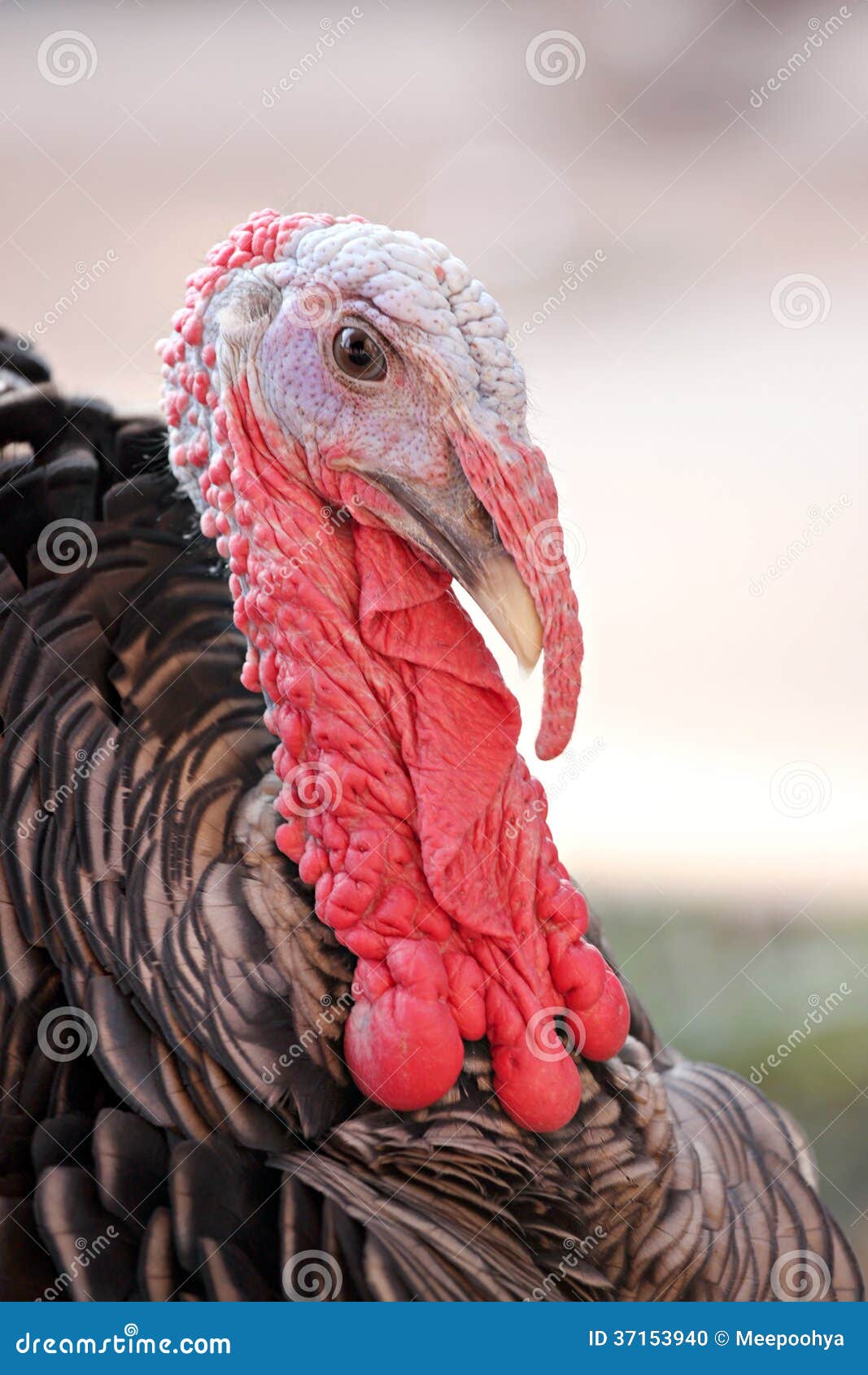 Head shot of male turkey. stock photo. Image of animal - 37153940