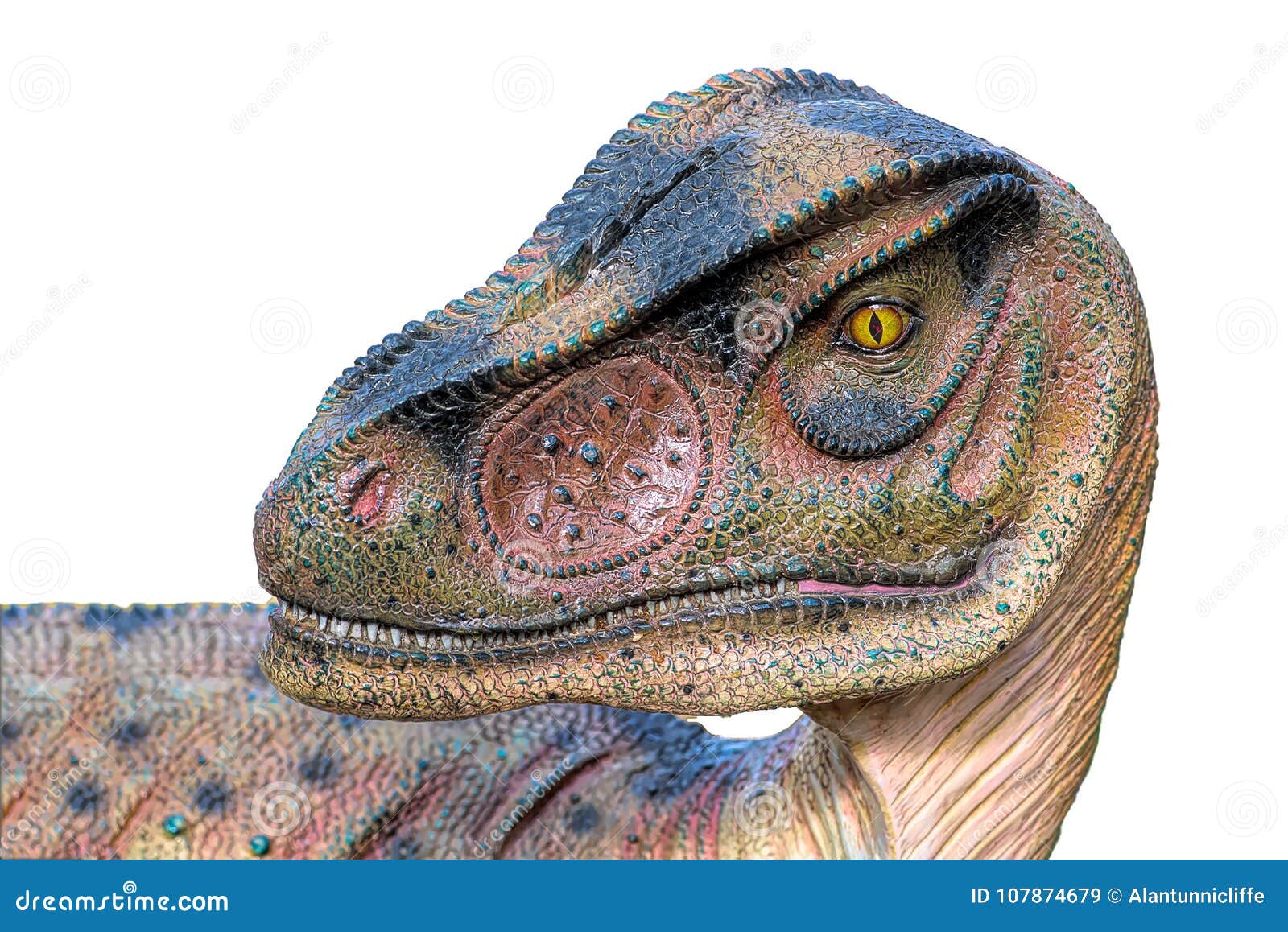 Head Shot of a Model Dinosaur Stock Image - Image of sharp, large ...