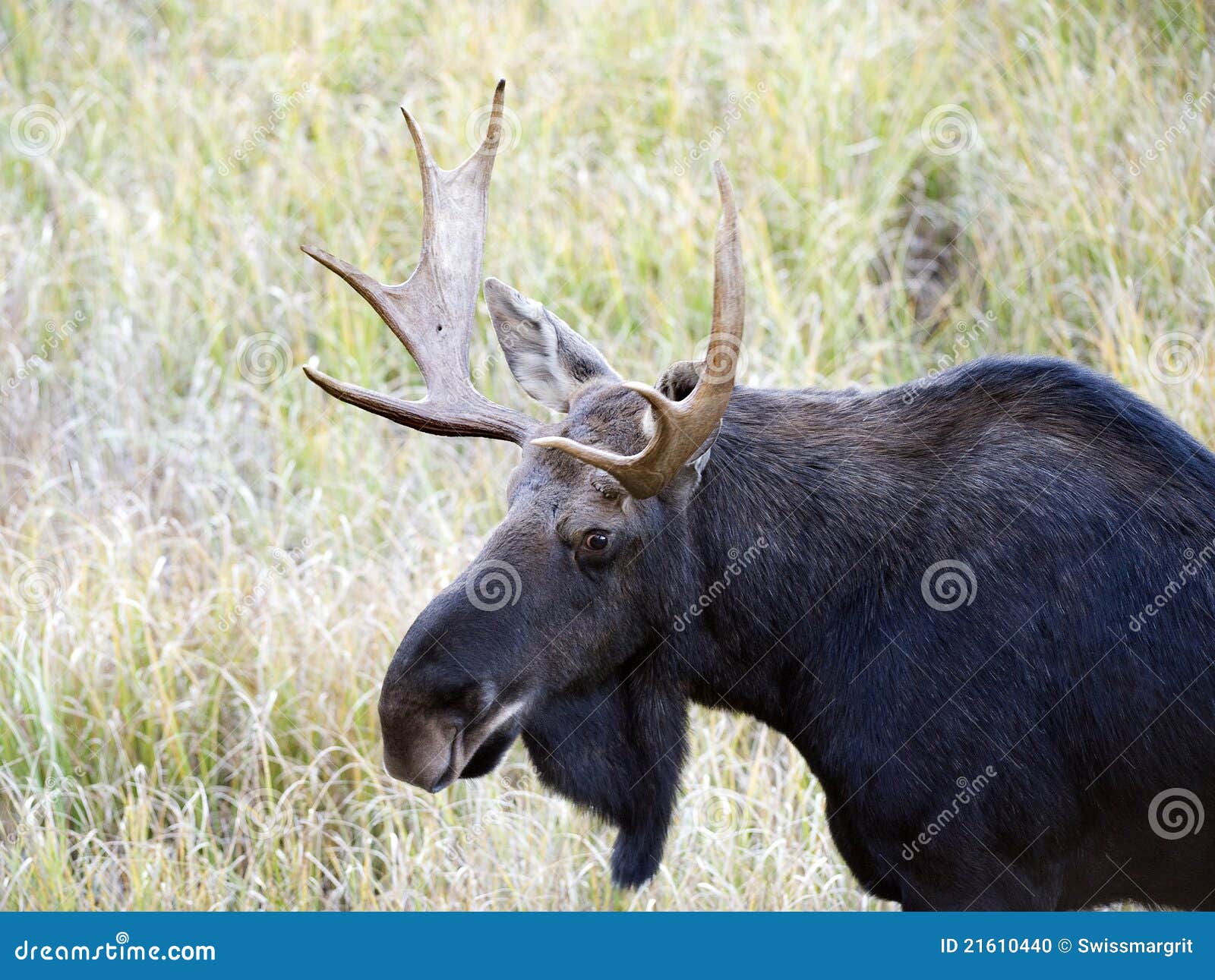 Head shot of a moose stock photo. Image of outdoor, grass - 21610440