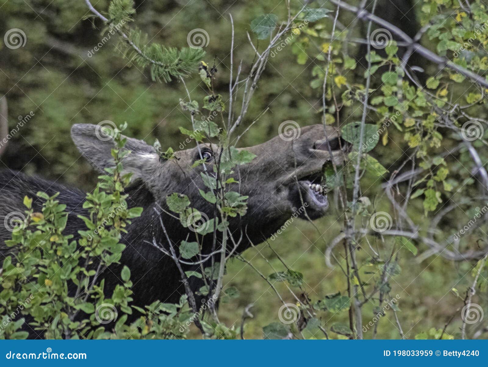 Closeup Moose Shows Her Teeth Eating on Green Leaves. Stock Image ...