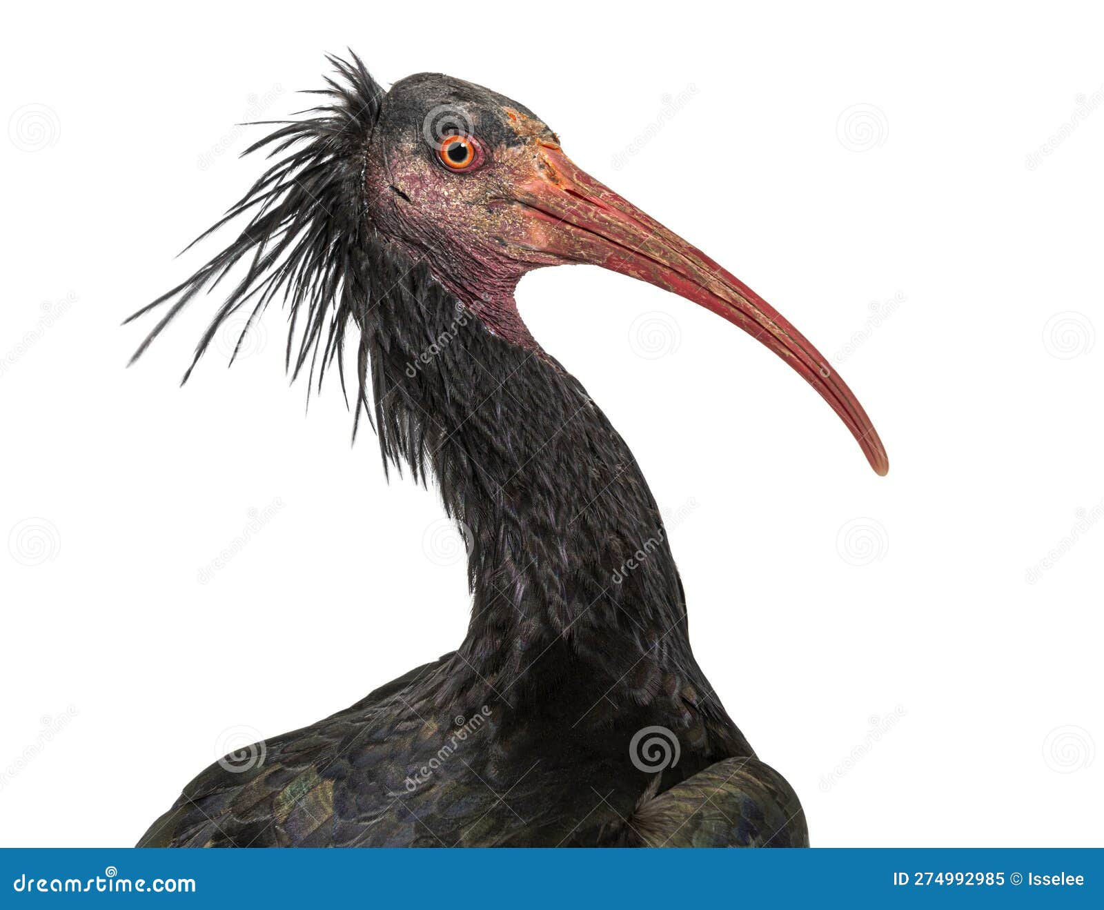 Head Shot of a Northern Bald Ibis, Geronticus Eremita, Isolated on ...