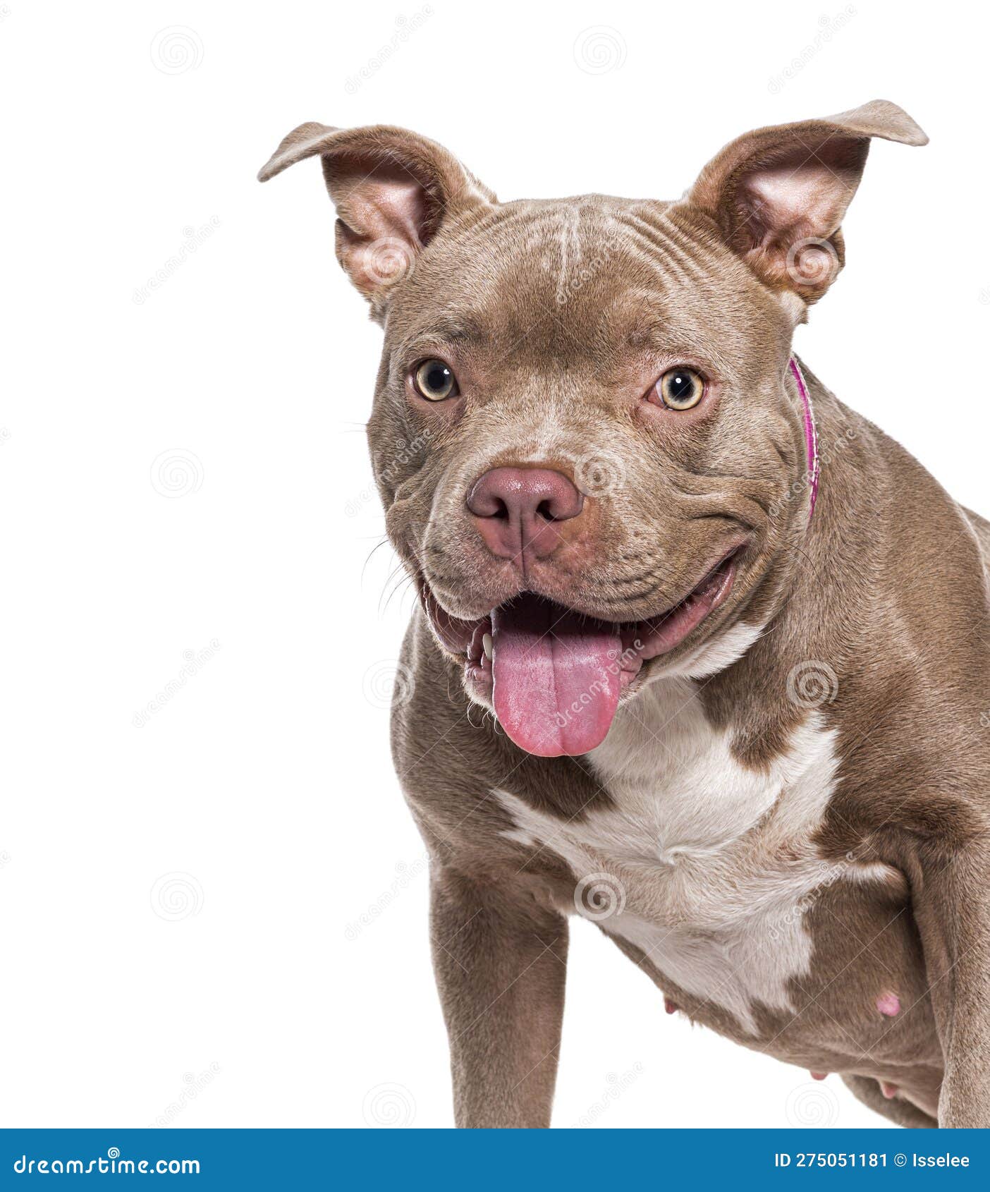 Head Shot of a Panting American Bully, Isolated on White Stock Image ...