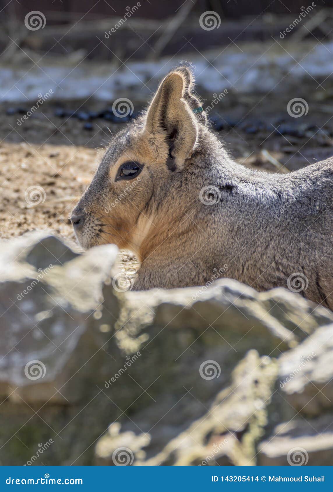 Head Shot of Patagonian Cavy Stock Photo - Image of animal, patagonia ...
