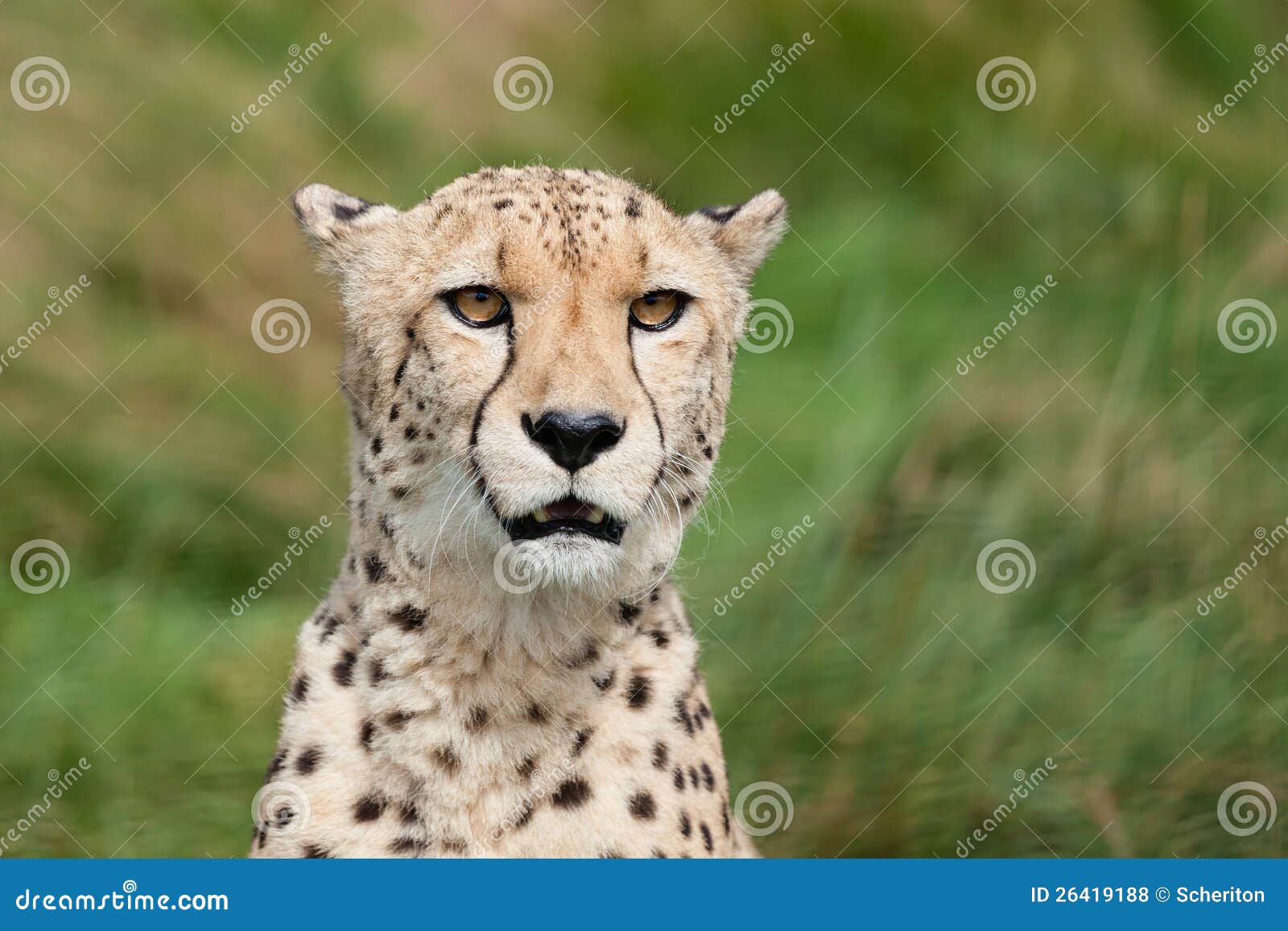 Head Shot Portrait of Beautiful Cheetah Stock Photo - Image of powerful ...