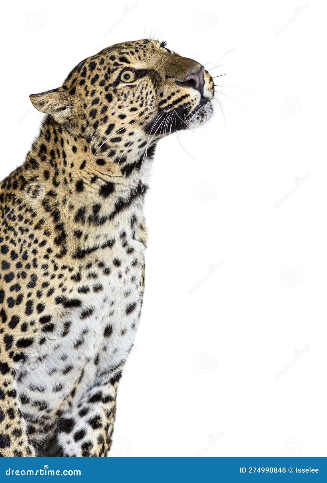 Head Shot, Portrait of a Spotted Leopard Looking Up Isolated on White ...