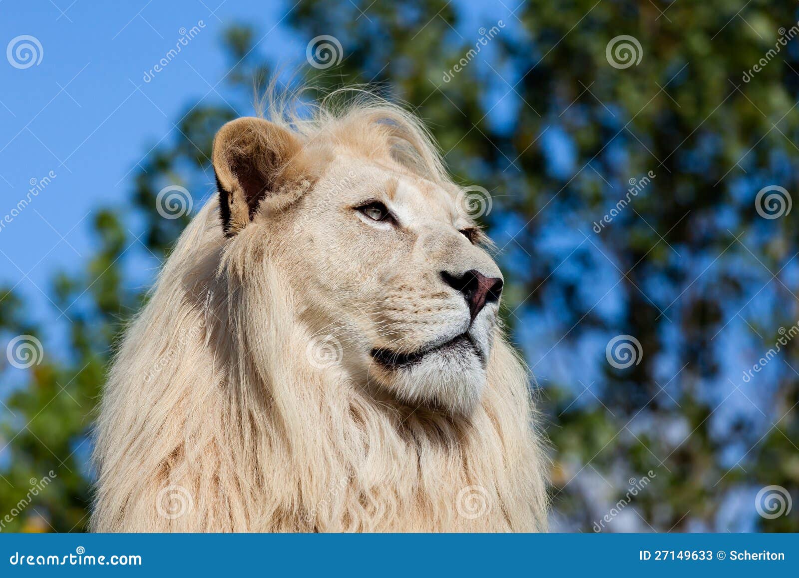 Head Shot Portrait of White Lion Against Trees Stock Image - Image of ...