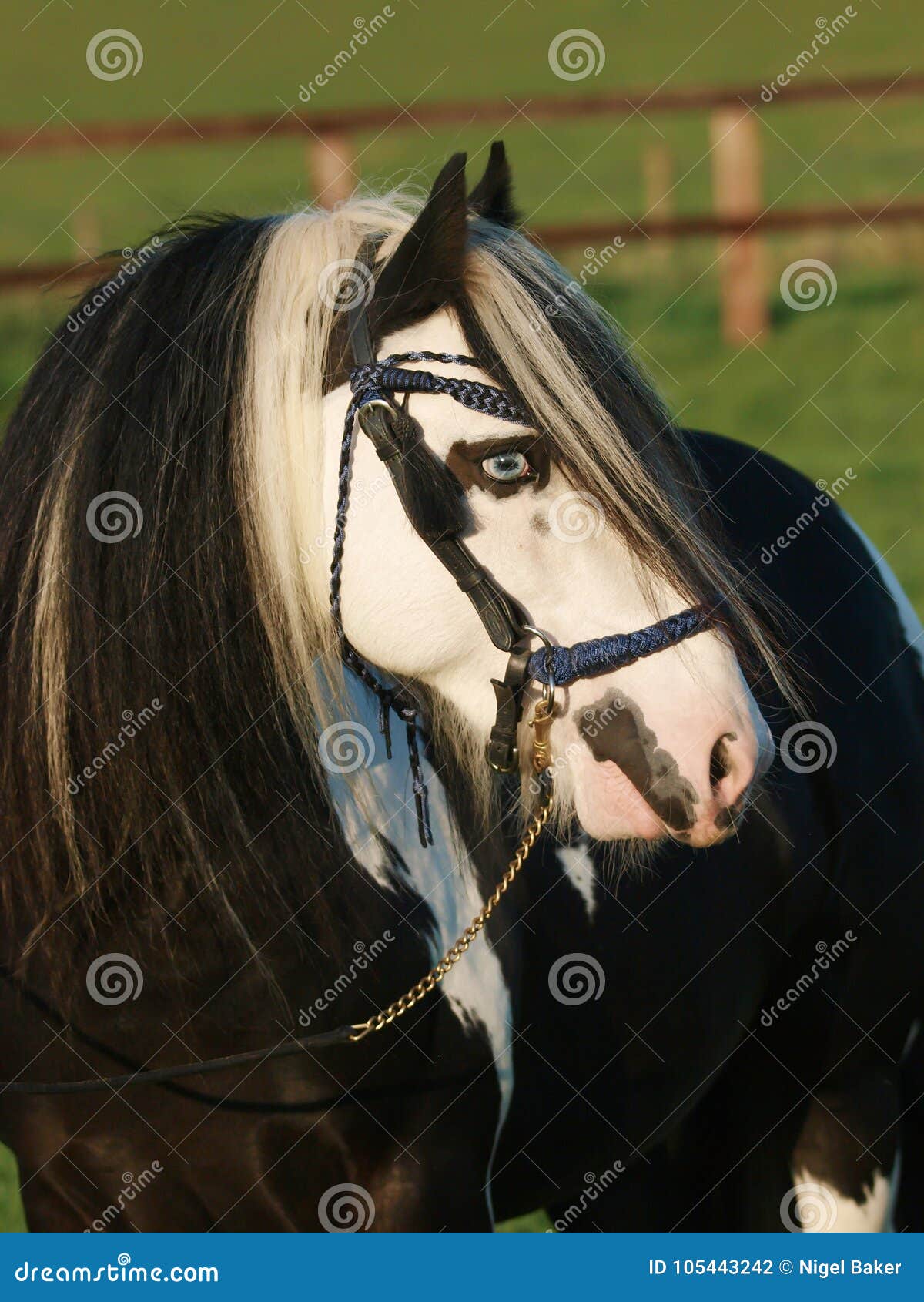 Gypsy Cob Head Shot stock photo. Image of equestrian - 105443242