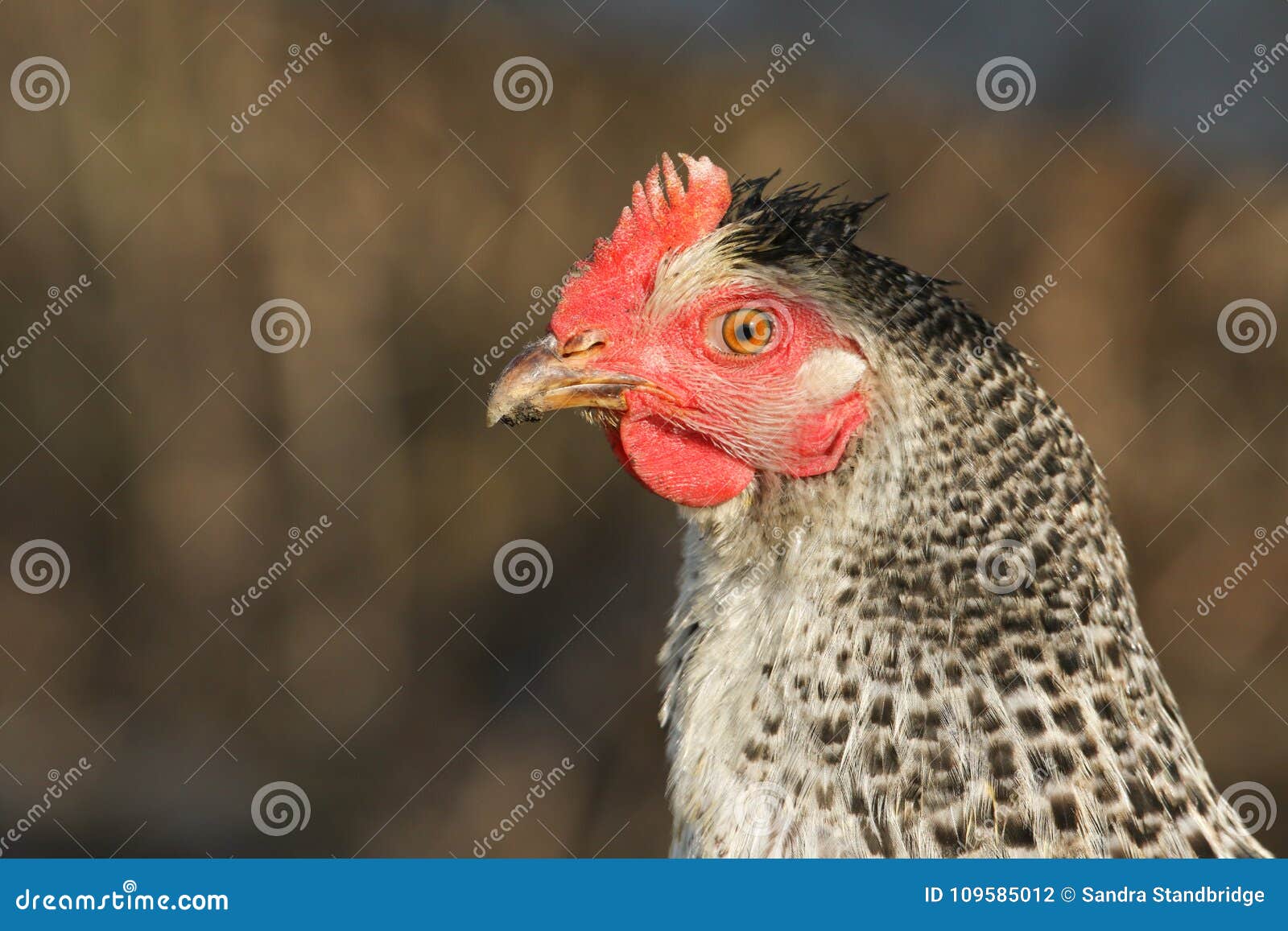 Female Chicken Noodle Seller In Apron Smiling With Thumbs Up Standing ...