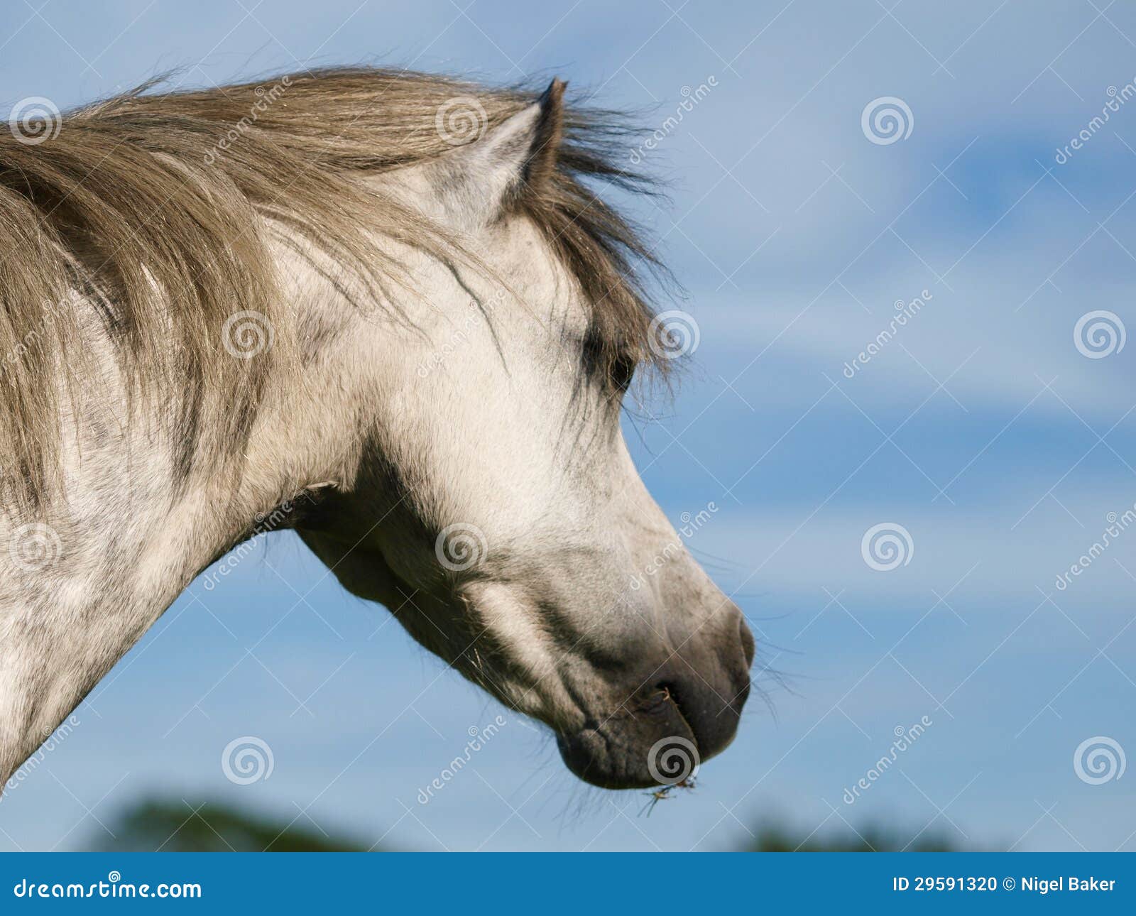 Head Shot of a Pretty Grey Pony Stock Photo - Image of shot, face: 29591320