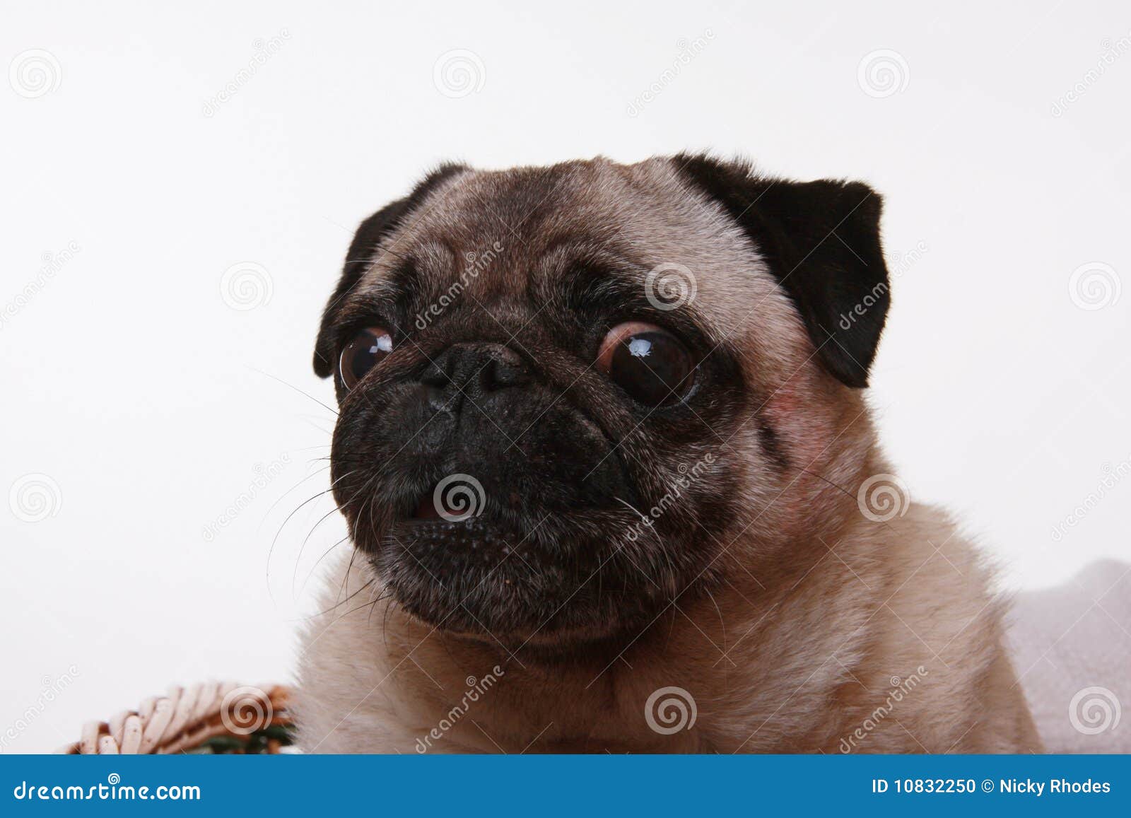 Head shot of a pug stock photo. Image of wrinkles, head - 10832250