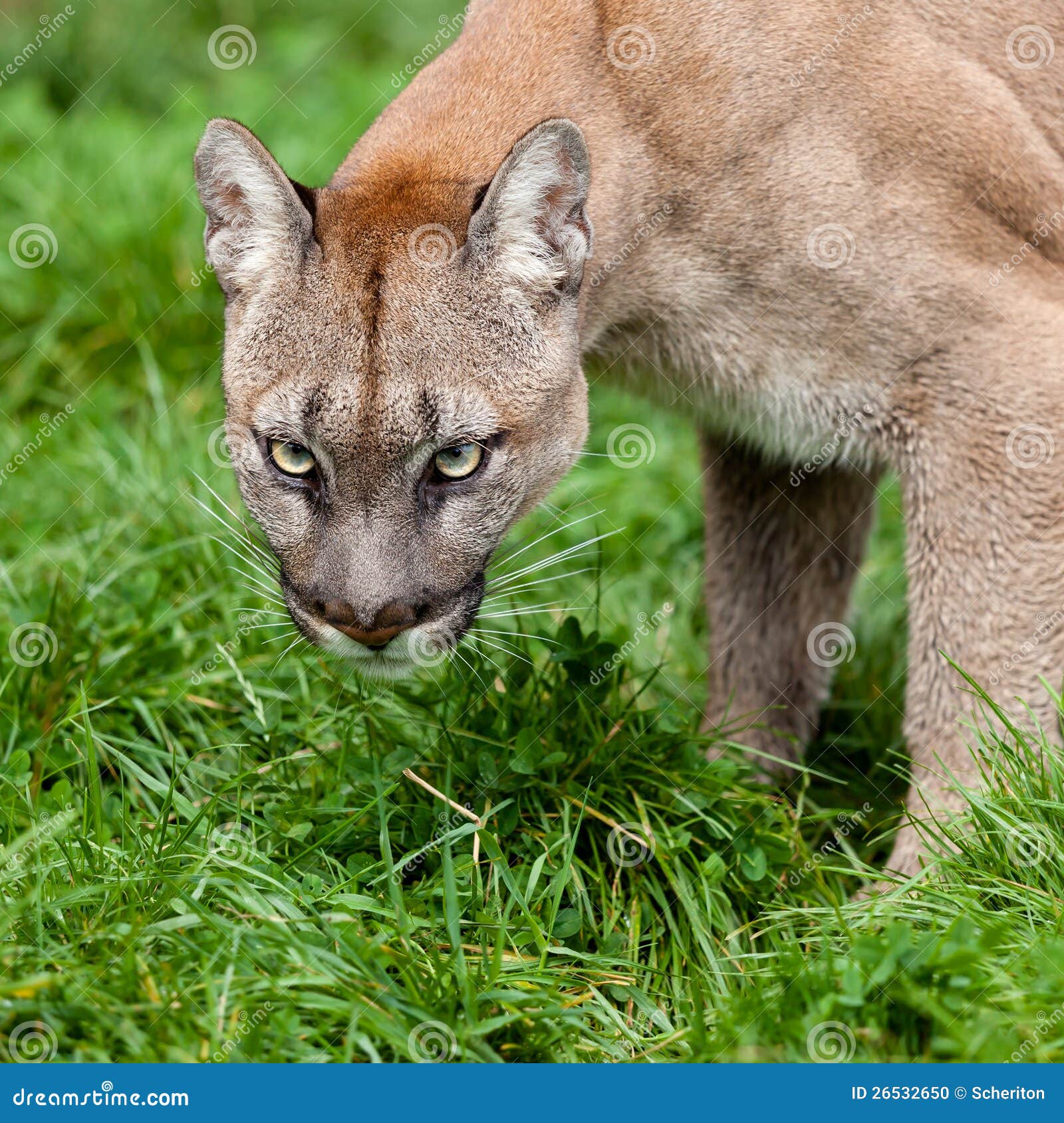Head Shot of Puma with Beautiful Eyes Stock Photo - Image of concolor ...