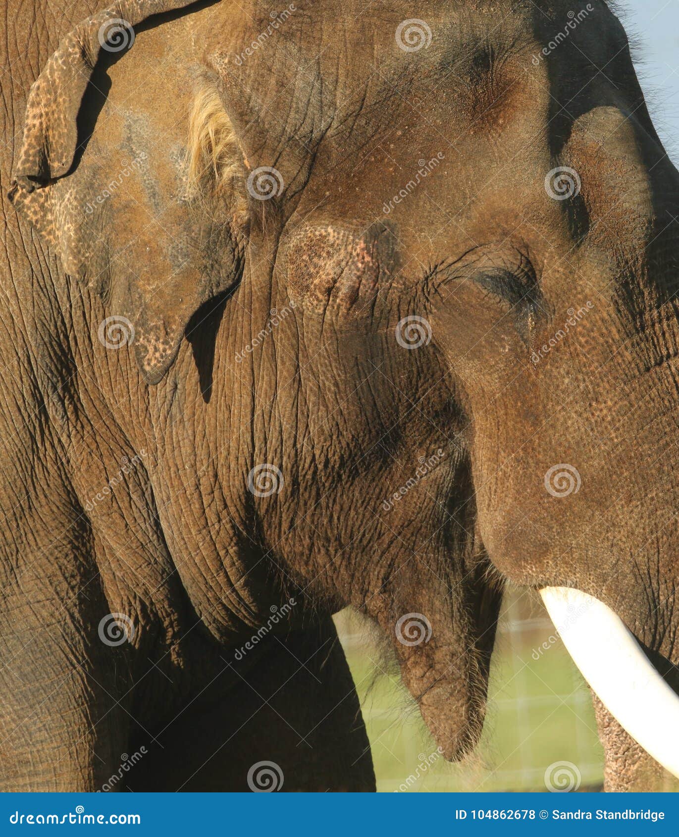 A Head Shot of a Resting Asian Elephant. Stock Photo - Image of ...