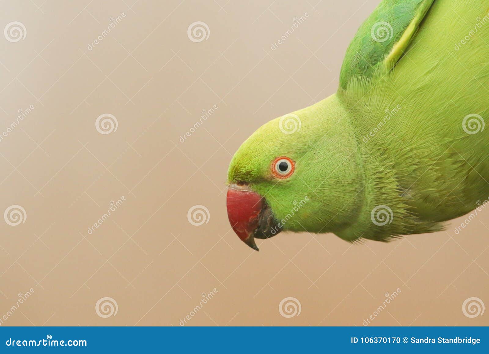 A Head Shot of a Ring-necked Parakeet Psittacula Krameri. Stock Photo ...