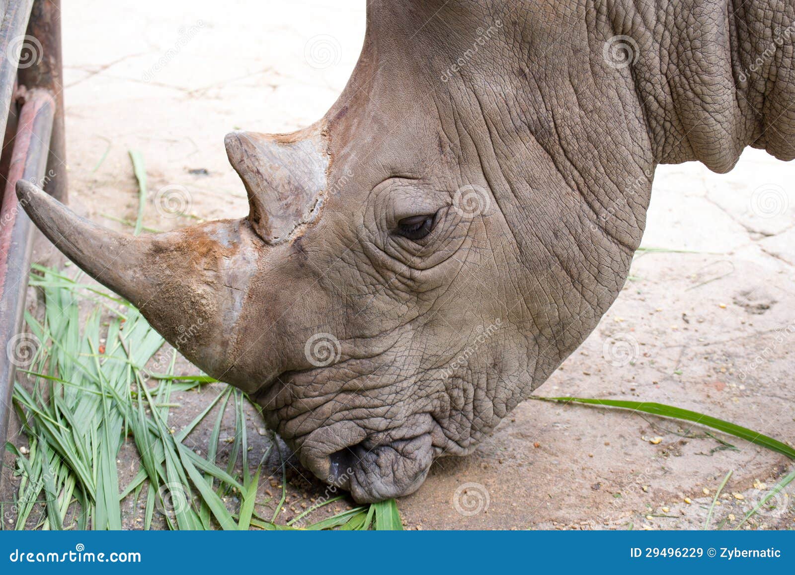 Head Shot of Rino Eating Grass Stock Image - Image of head ...