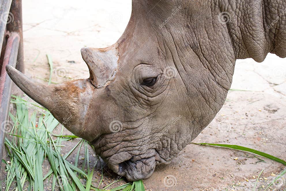 Head Shot of Rino Eating Grass Stock Image - Image of head ...