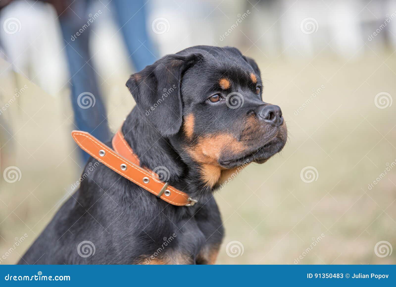 Head shot of Rottweiler . stock image. Image of guard - 91350483