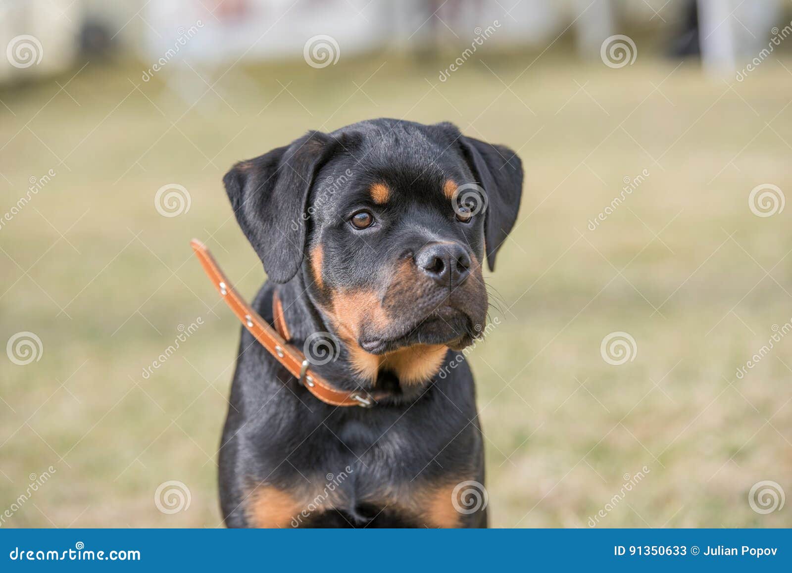 Head shot of Rottweiler stock image. Image of nature - 91350633