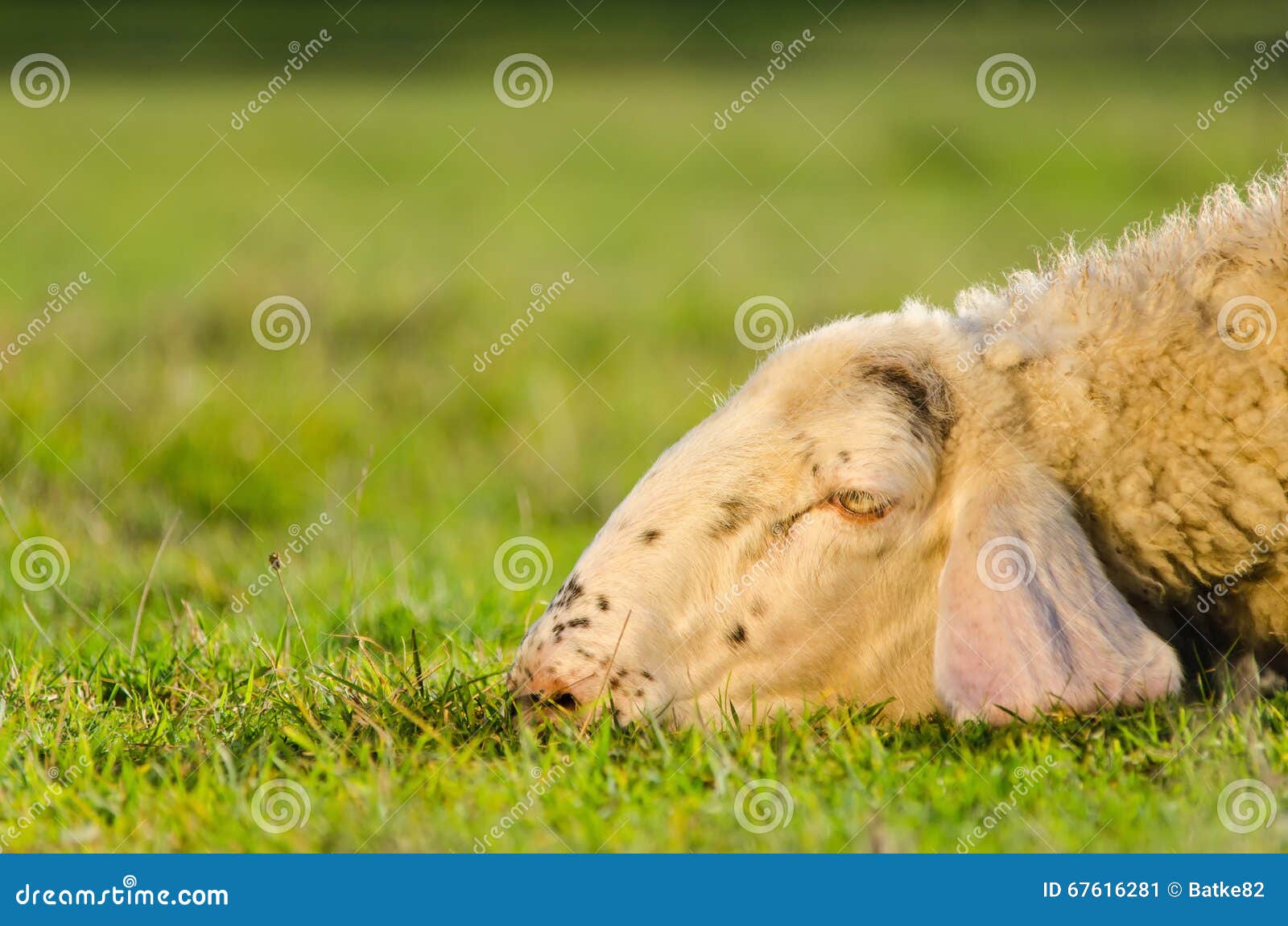 Head Shot of Sad Sheep Lying on the Grass Stock Image - Image of scene ...