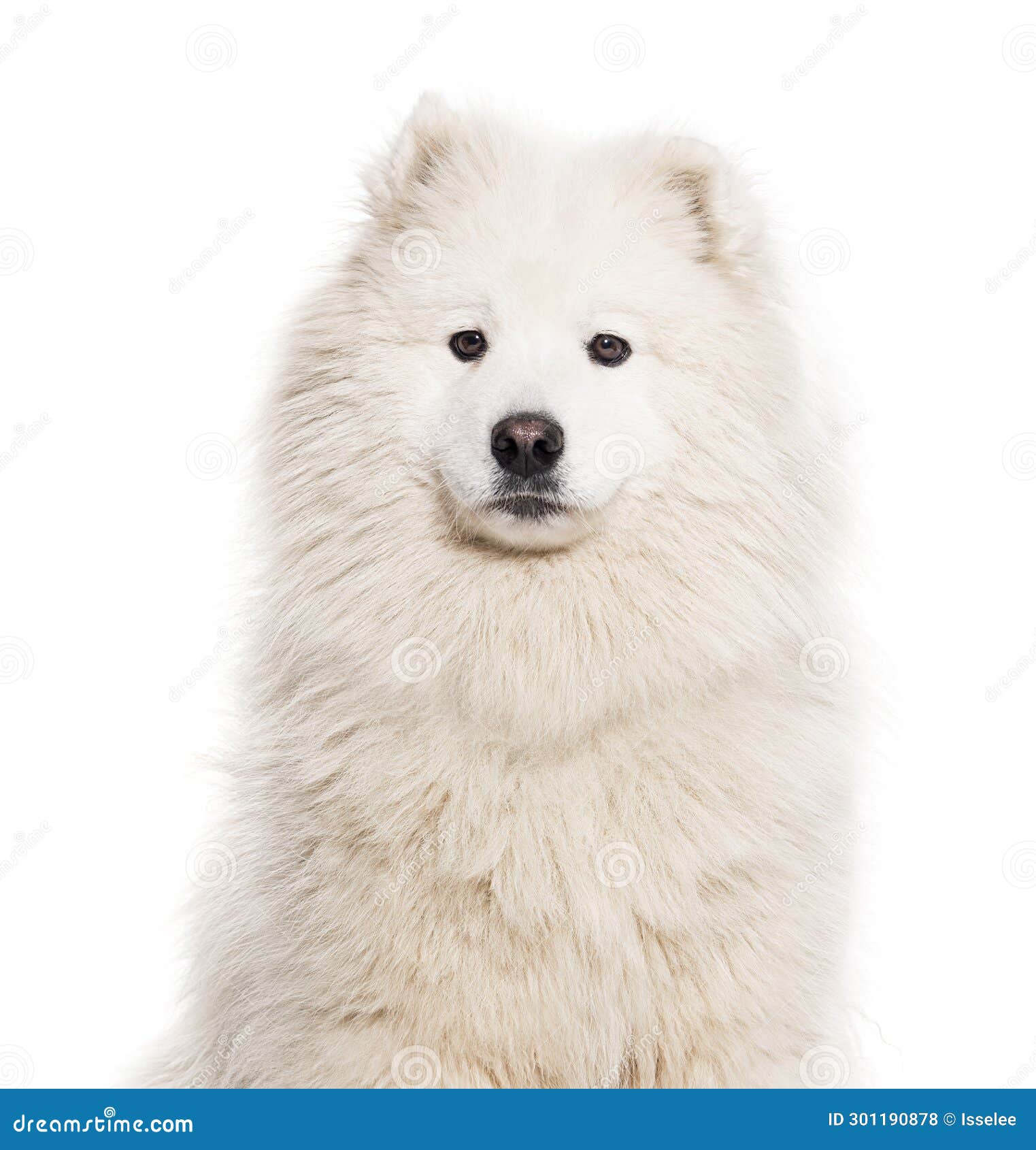 Samoyed Dog Head Close-up On The Right Side Of The Screen Against The ...