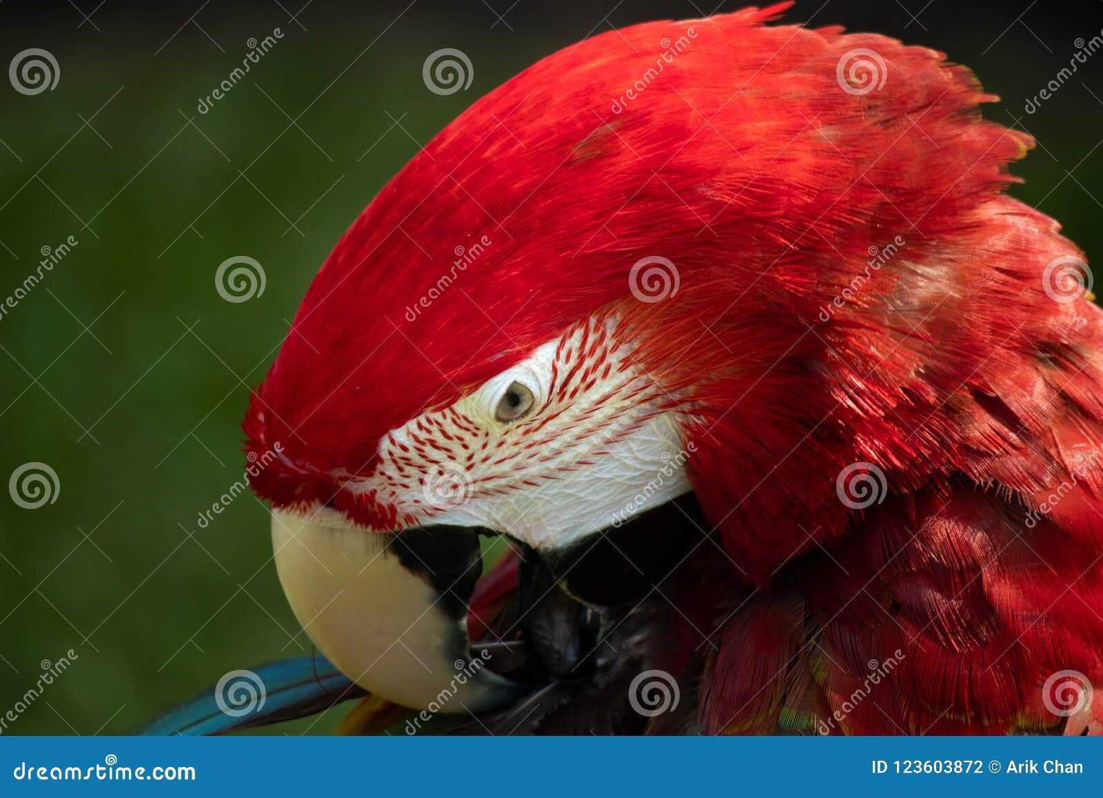 Head Shot of Green Wing Macaw Preening Its Feathers Stock Photo - Image ...