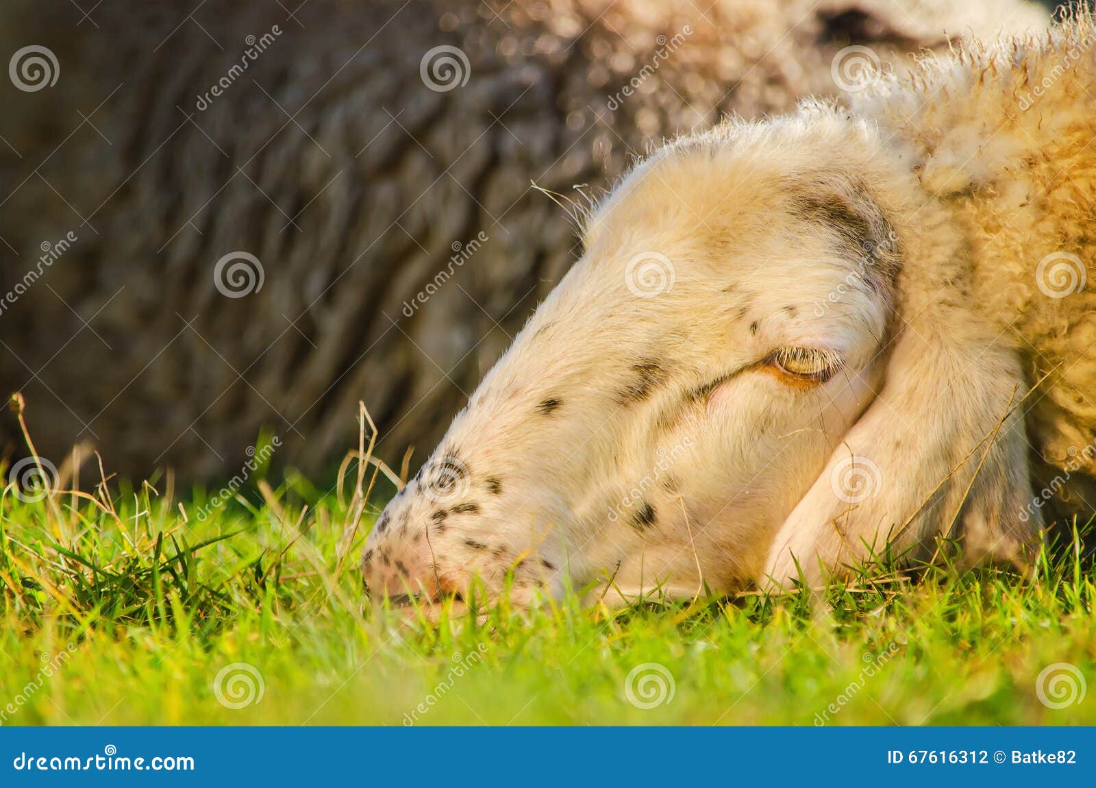 Sheep Lying And Looking Up Against White Background Stock Photography ...