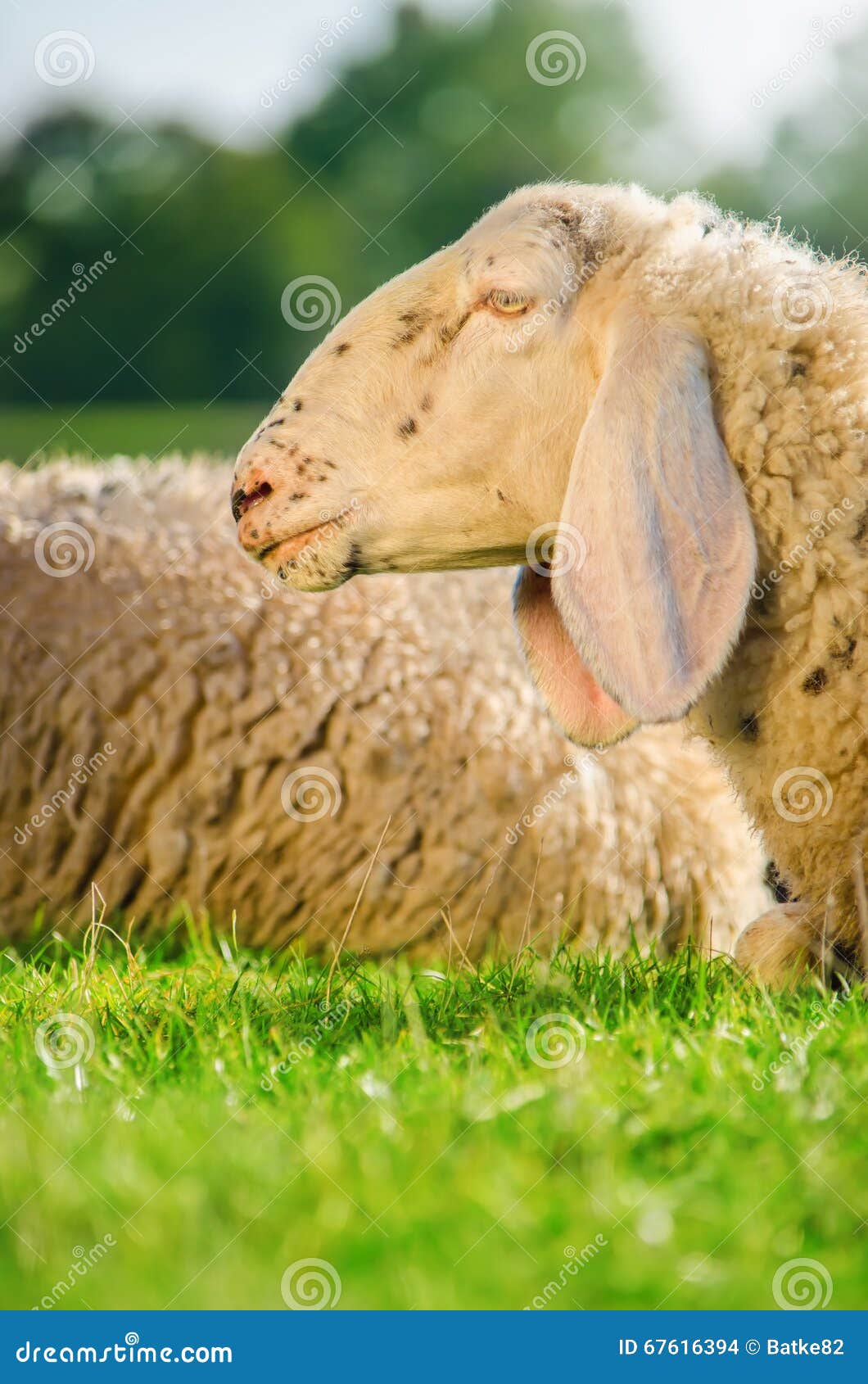 Head Shot of the Sheep Resting on Grass Stock Photo - Image of serious ...