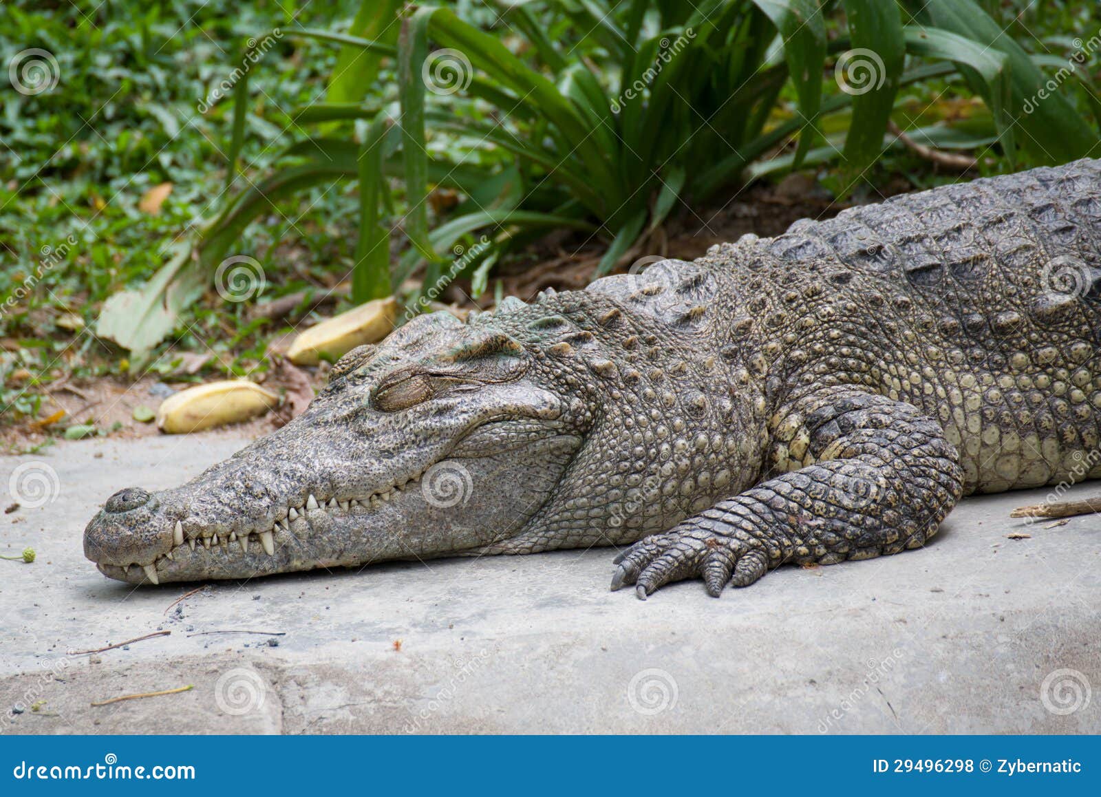 Head Shot of Siamese Crocodile Stock Photo - Image of swamp, caymans ...