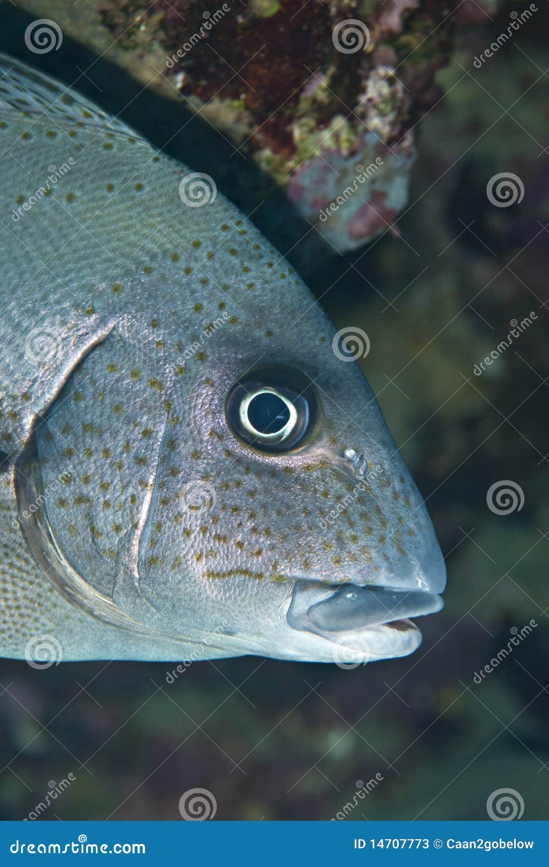 Head-shot of a Silver Sweetlips. Stock Image - Image of egypt ...