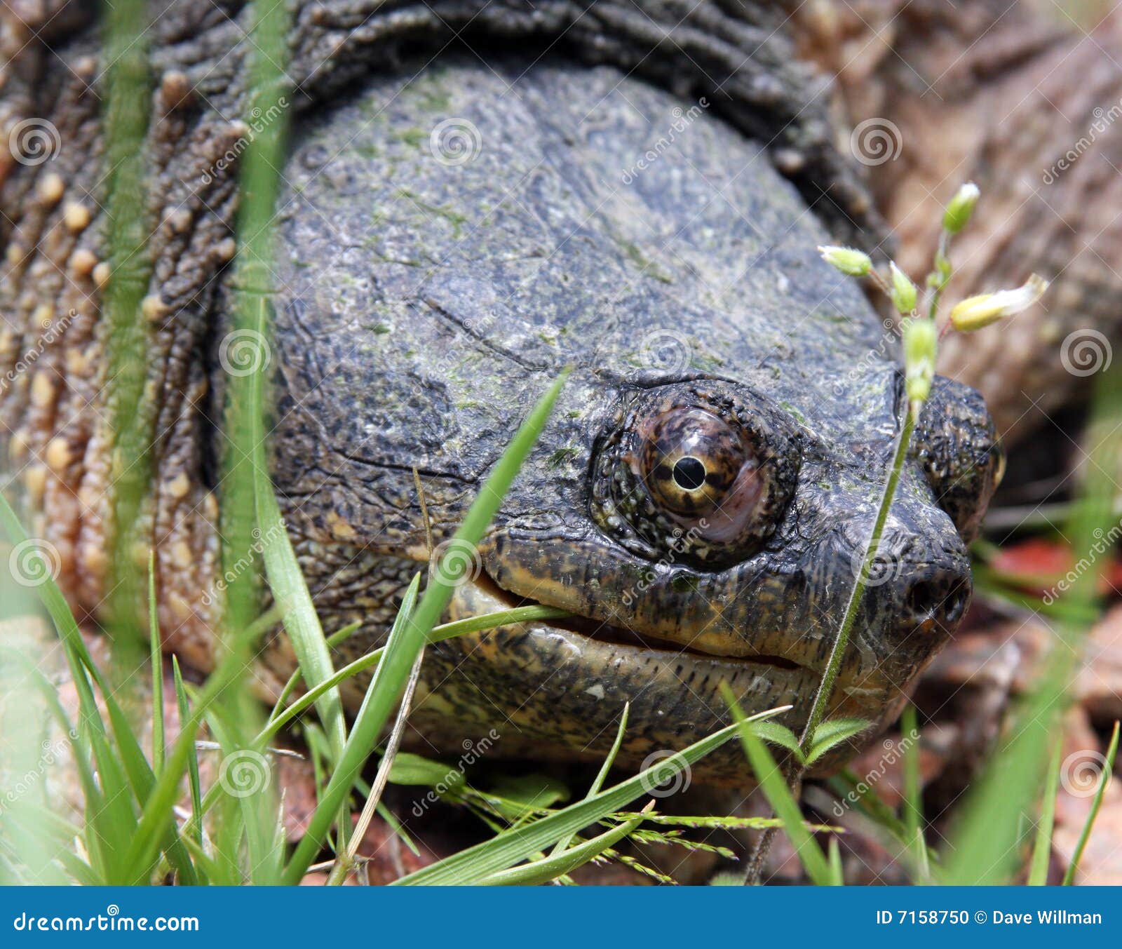 Head Shot of a Snapping Turtle Stock Photo - Image of shell, amphibian ...