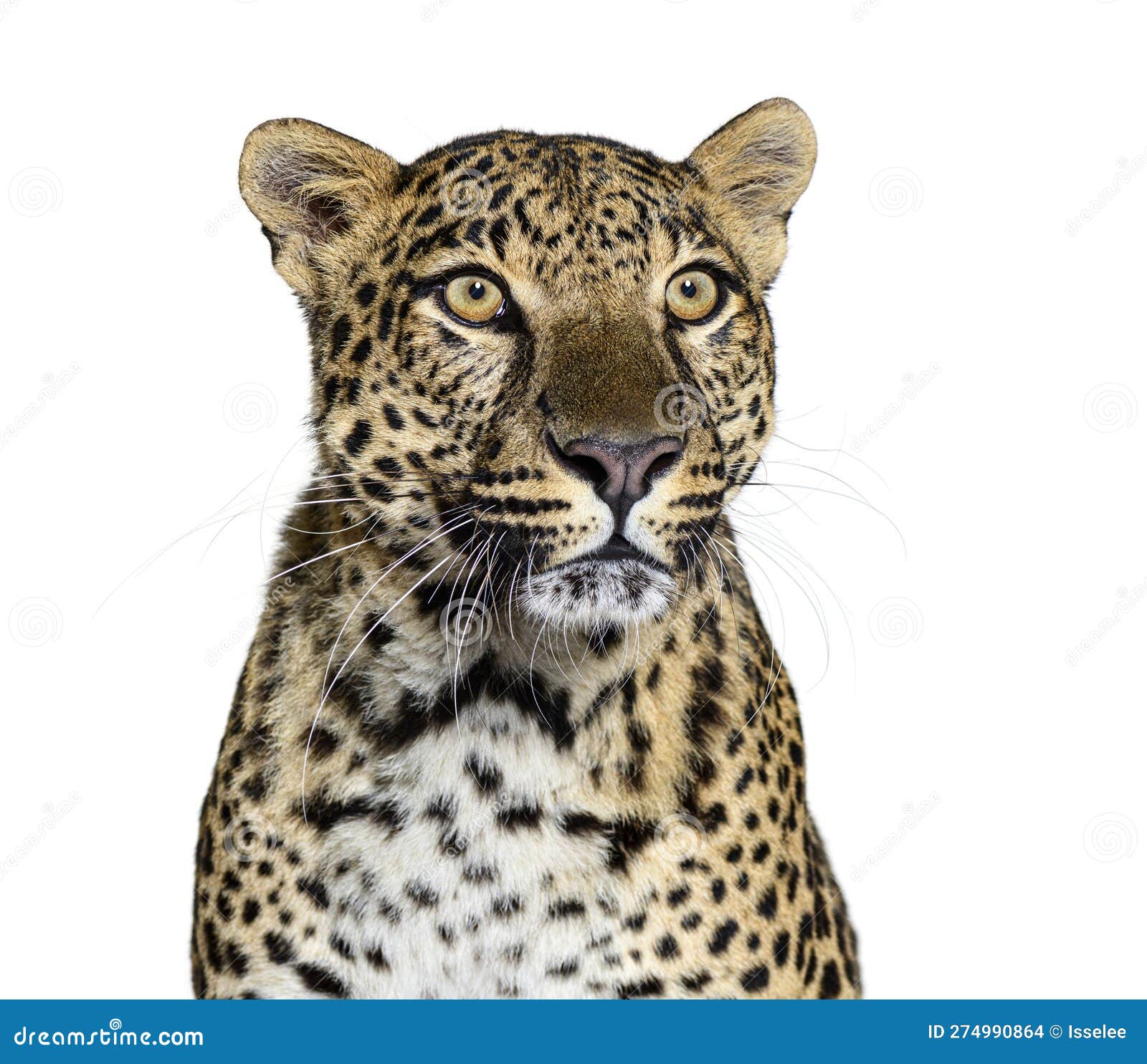Head Shot of a Spotted Leopard, Panthera Pardus, Isolated on White ...