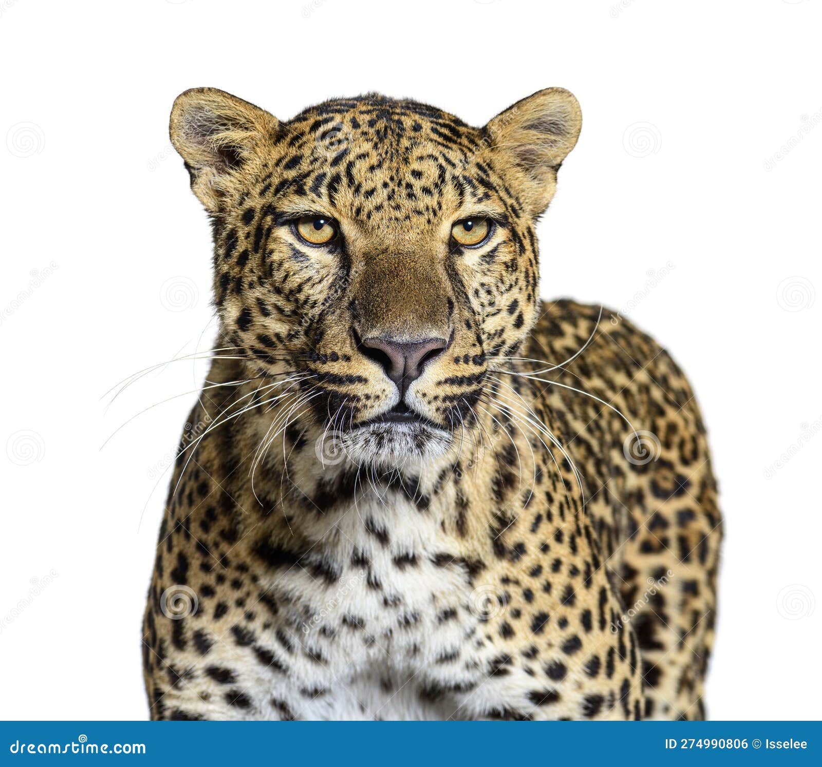 Head Shot of a Spotted Leopard Standing in Front and Facing at the ...
