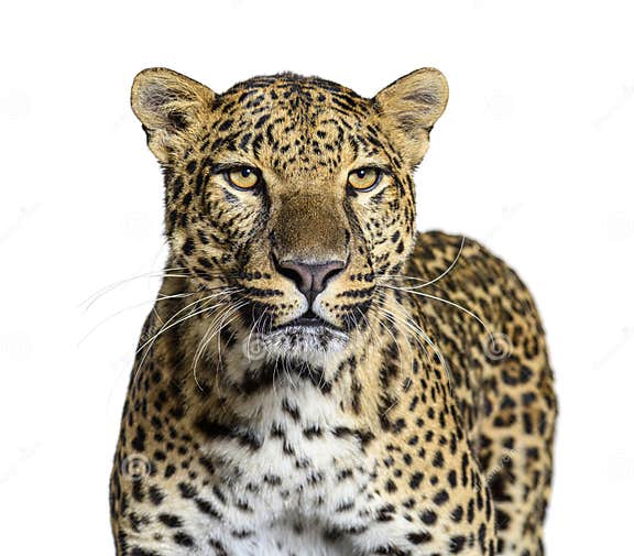 Head Shot of a Spotted Leopard Standing in Front and Facing at the ...