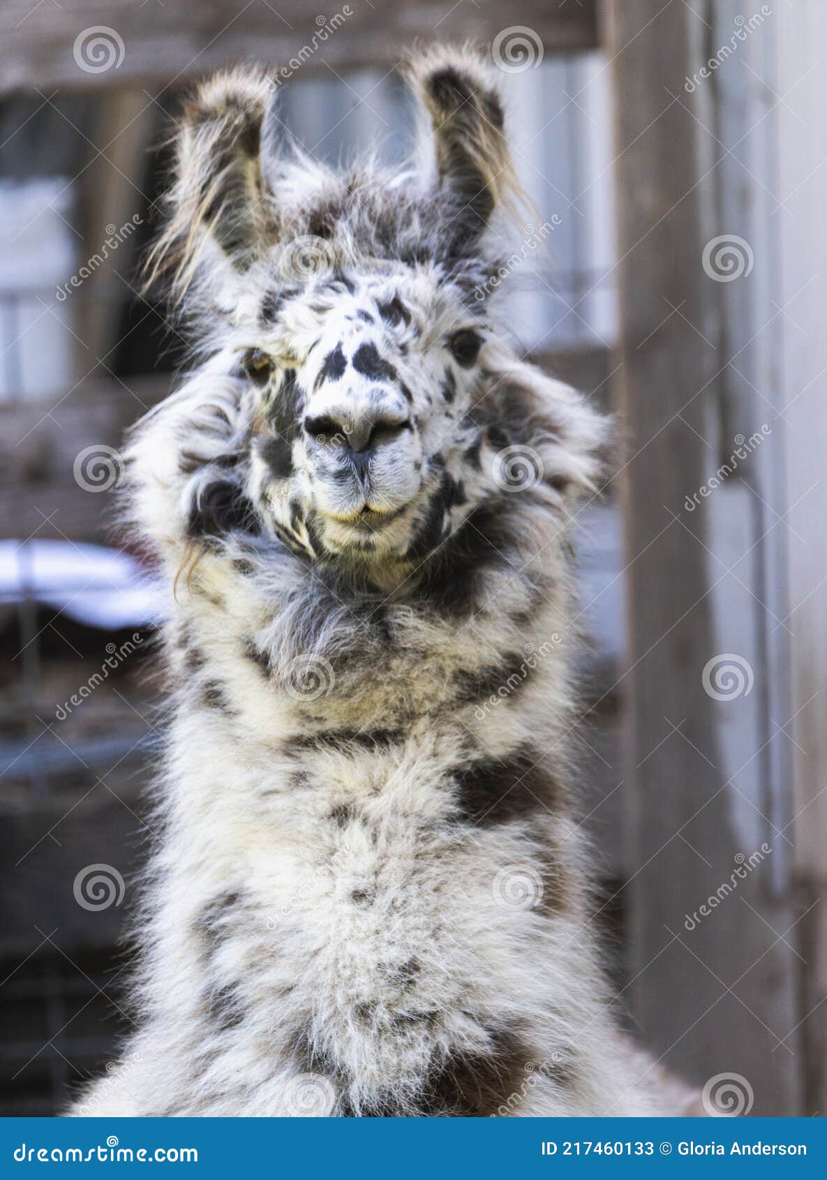 Head Shot of a Spotted Llama Stock Image - Image of shot, animal: 217460133