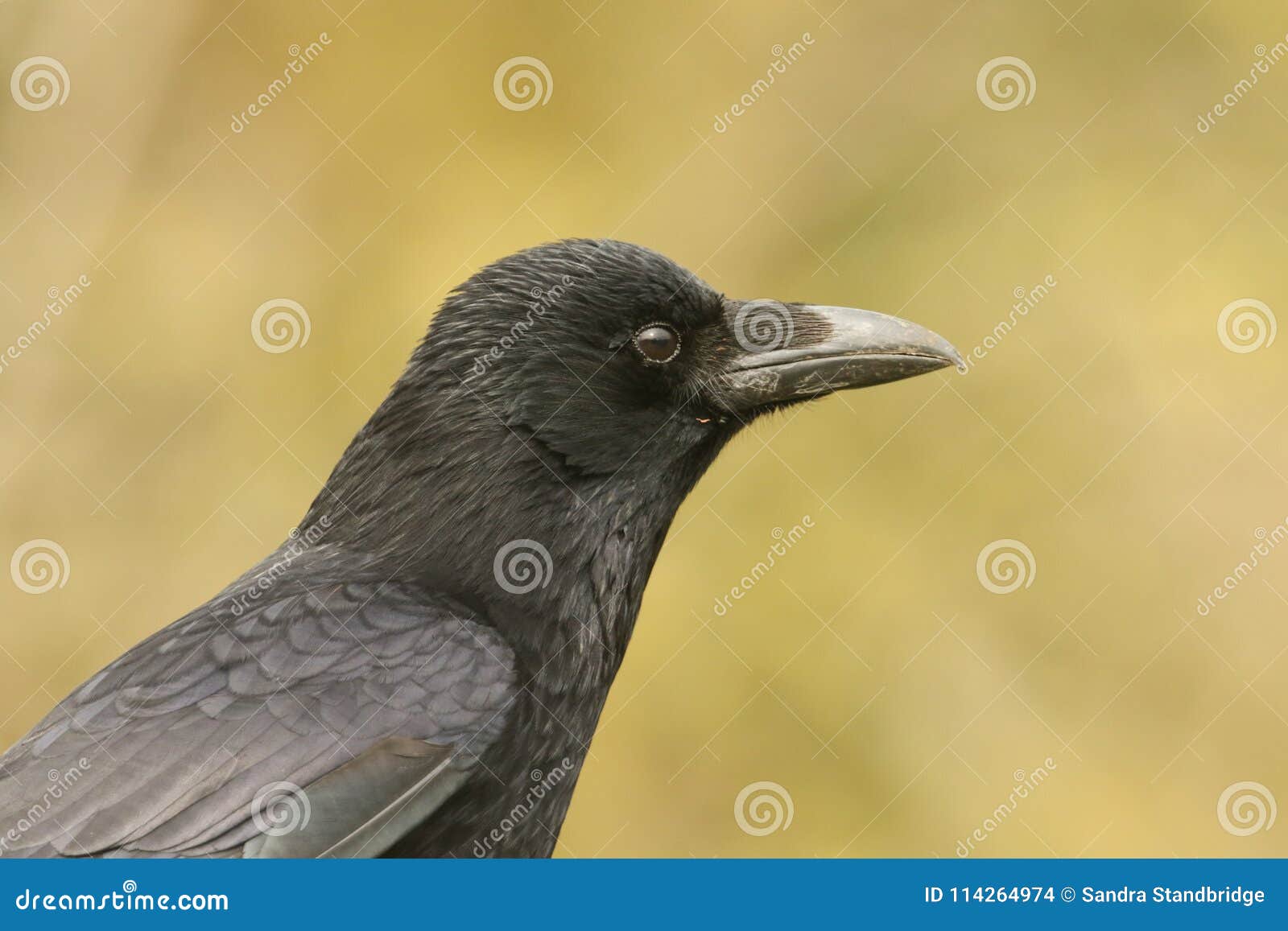 A Head Shot of a Stunning Carrion Crow Corvus Corone. Stock Photo ...