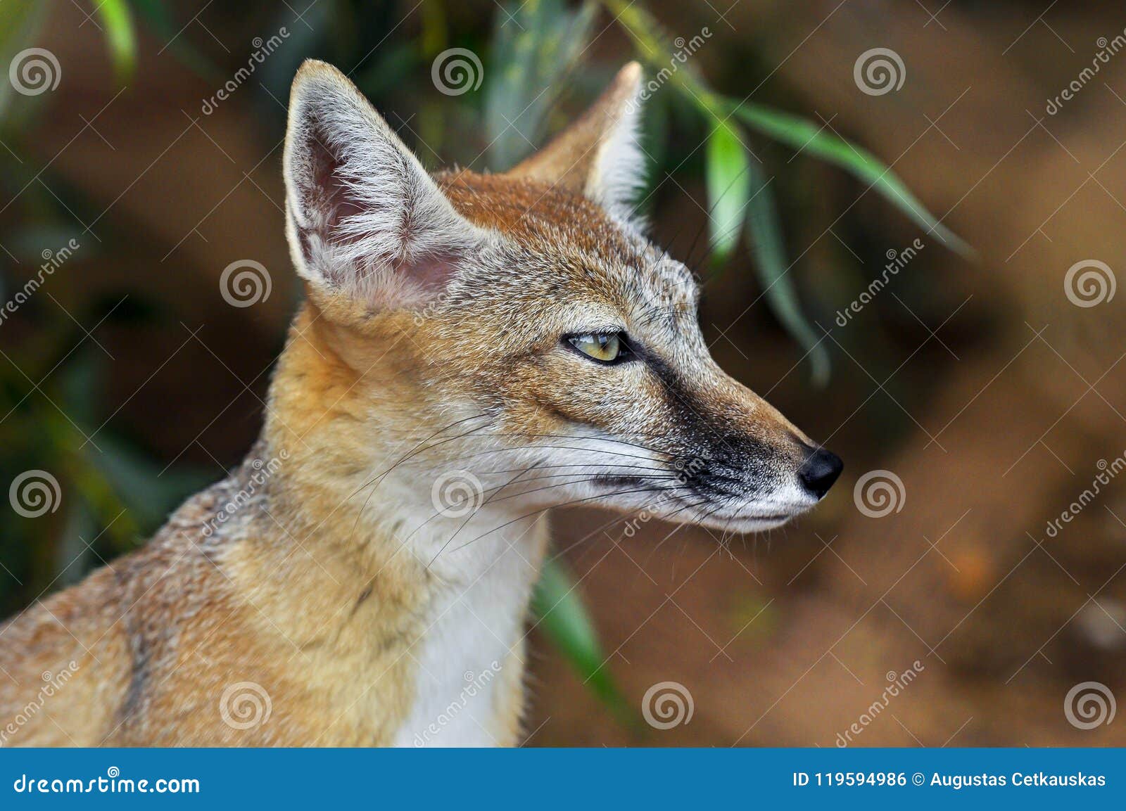 A Head Shot of a Stunning Red Fox Stock Photo - Image of hair, eyes ...