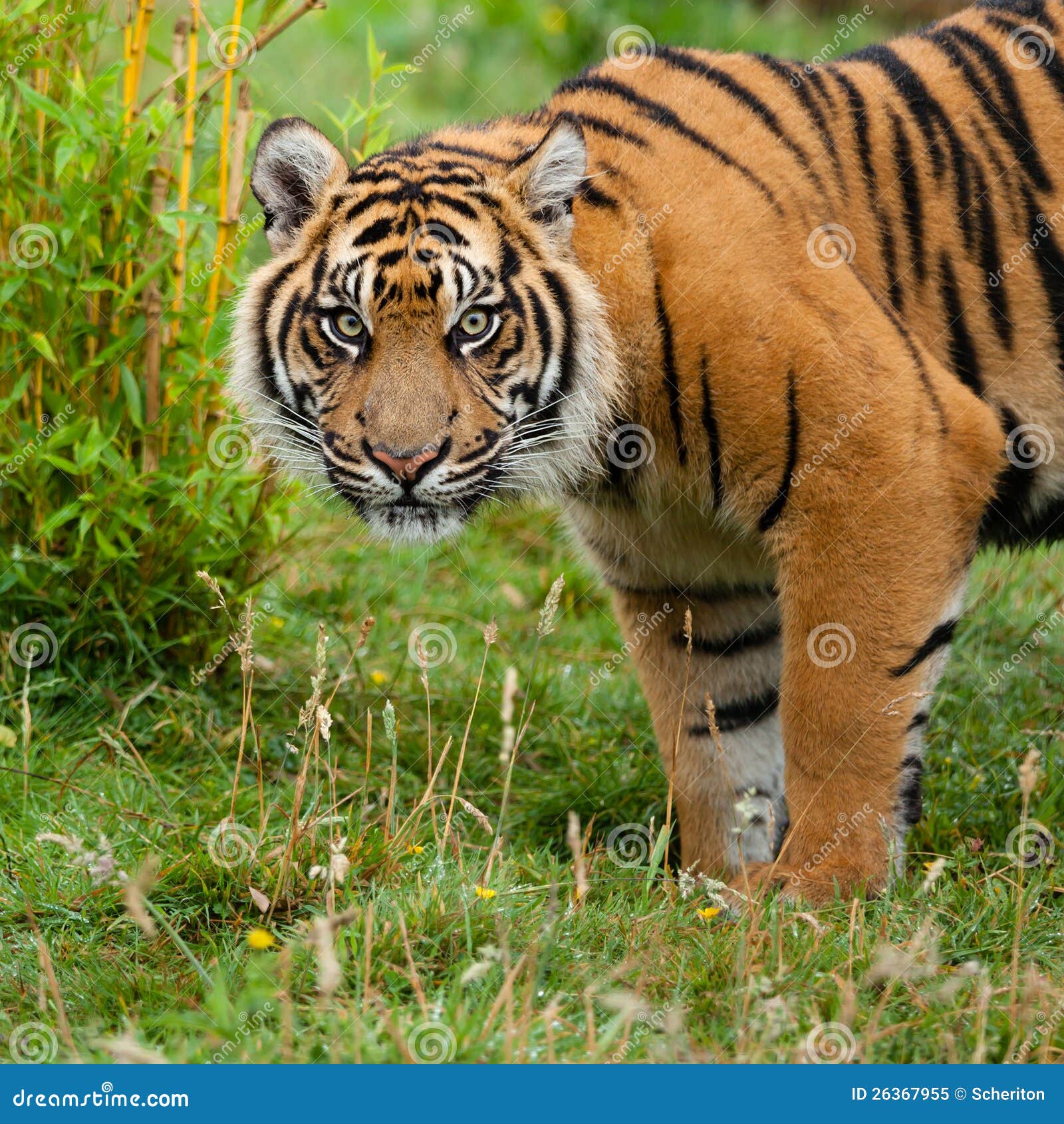 Head Shot of Sumatran Tiger in Grass Stock Image - Image of fierce ...