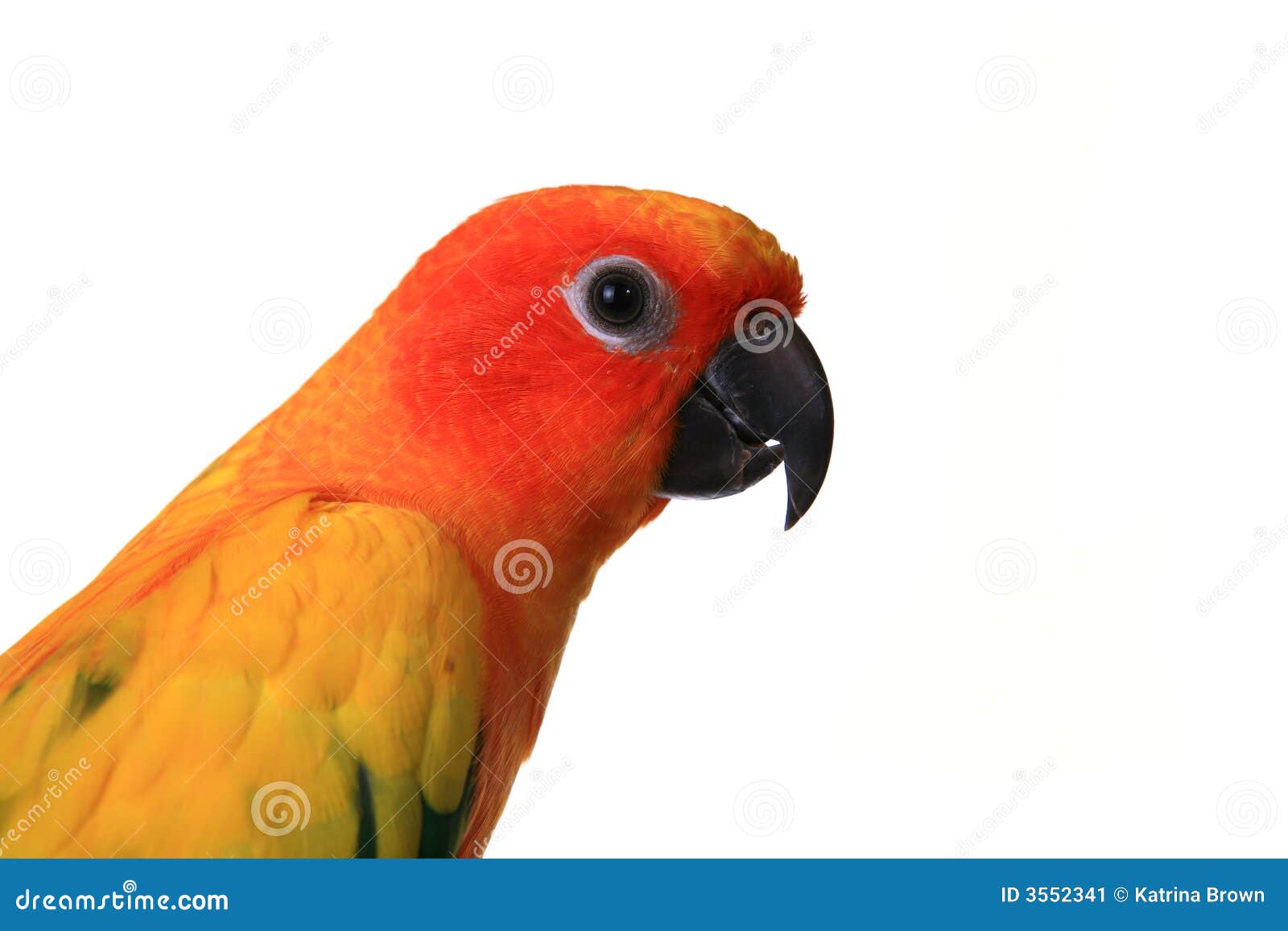 Head Shot of a Sun Conure Bird Stock Image - Image of crest, bold: 3552341