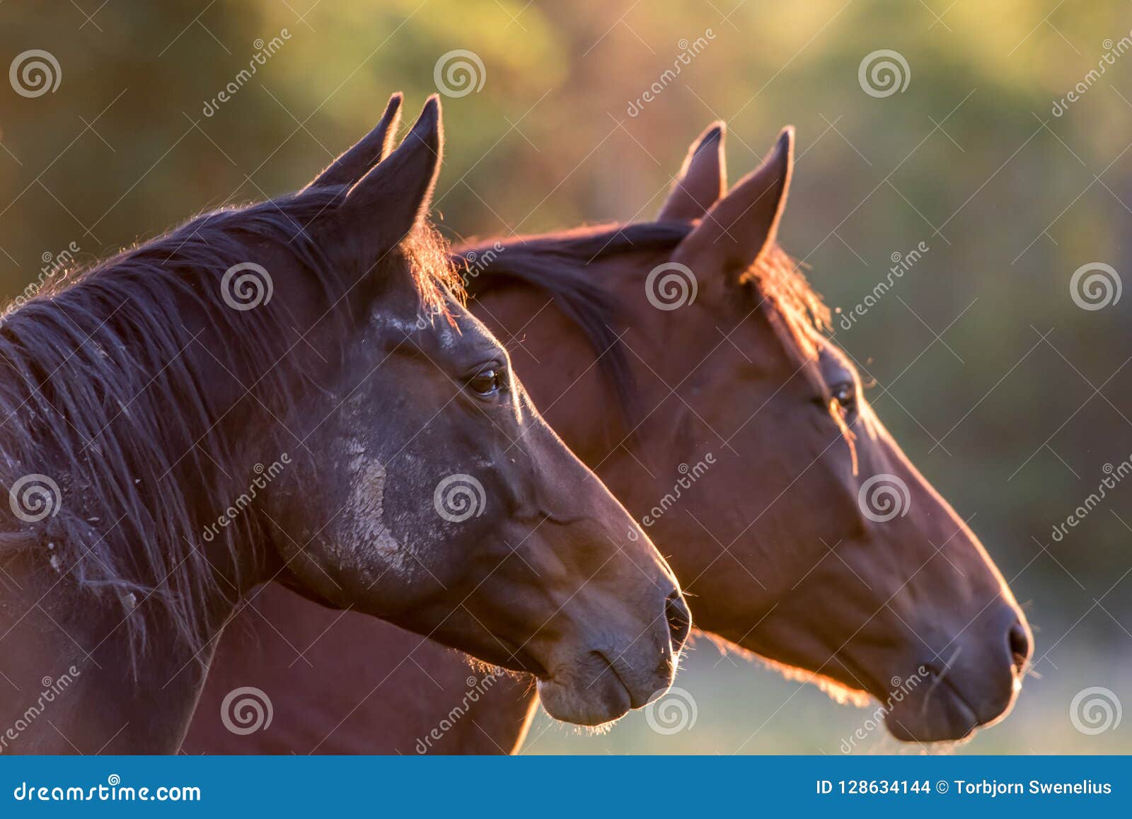 Horses a Pair in Back Light Stock Photo - Image of eyes, fall: 128634144