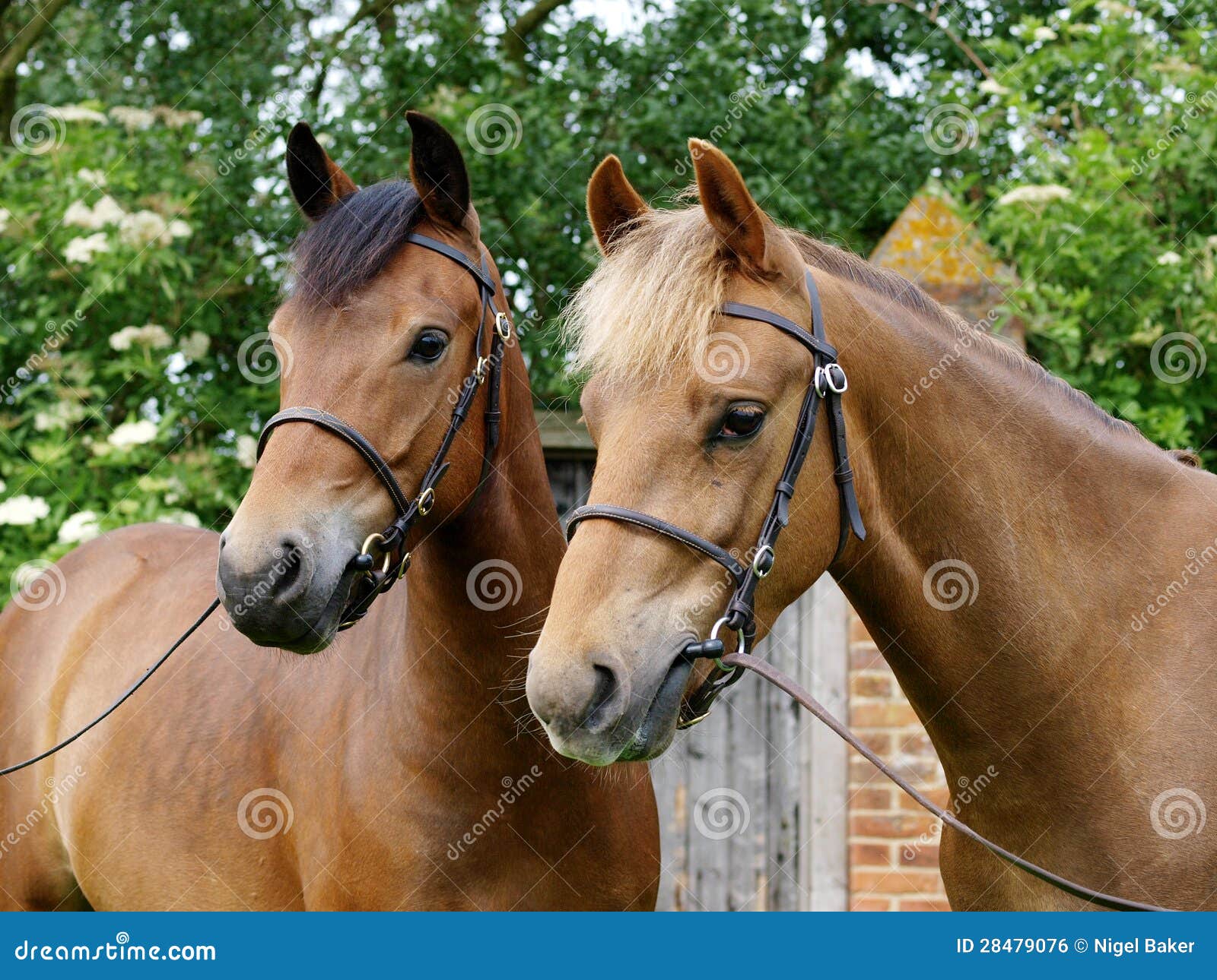 Head Shot of Two Ponies stock photo. Image of beauty - 28479076