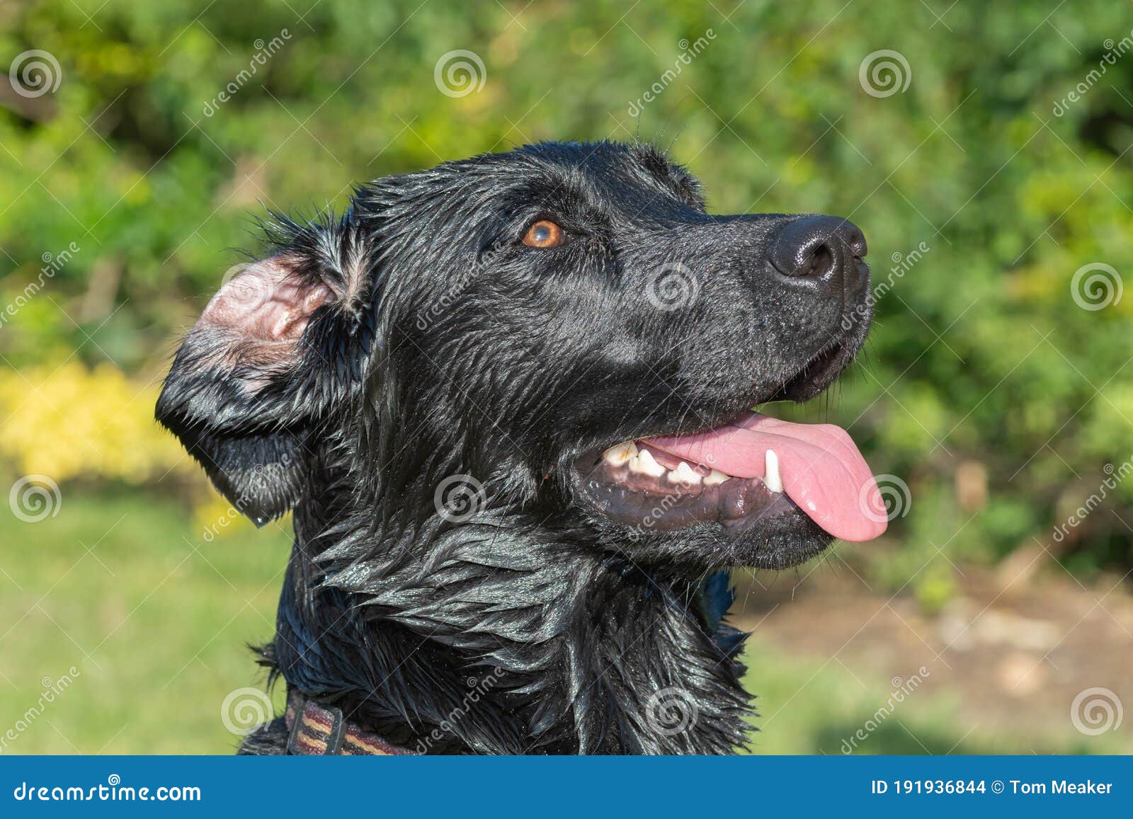 Black Labrador stock photo. Image of summer, summertime - 191936844