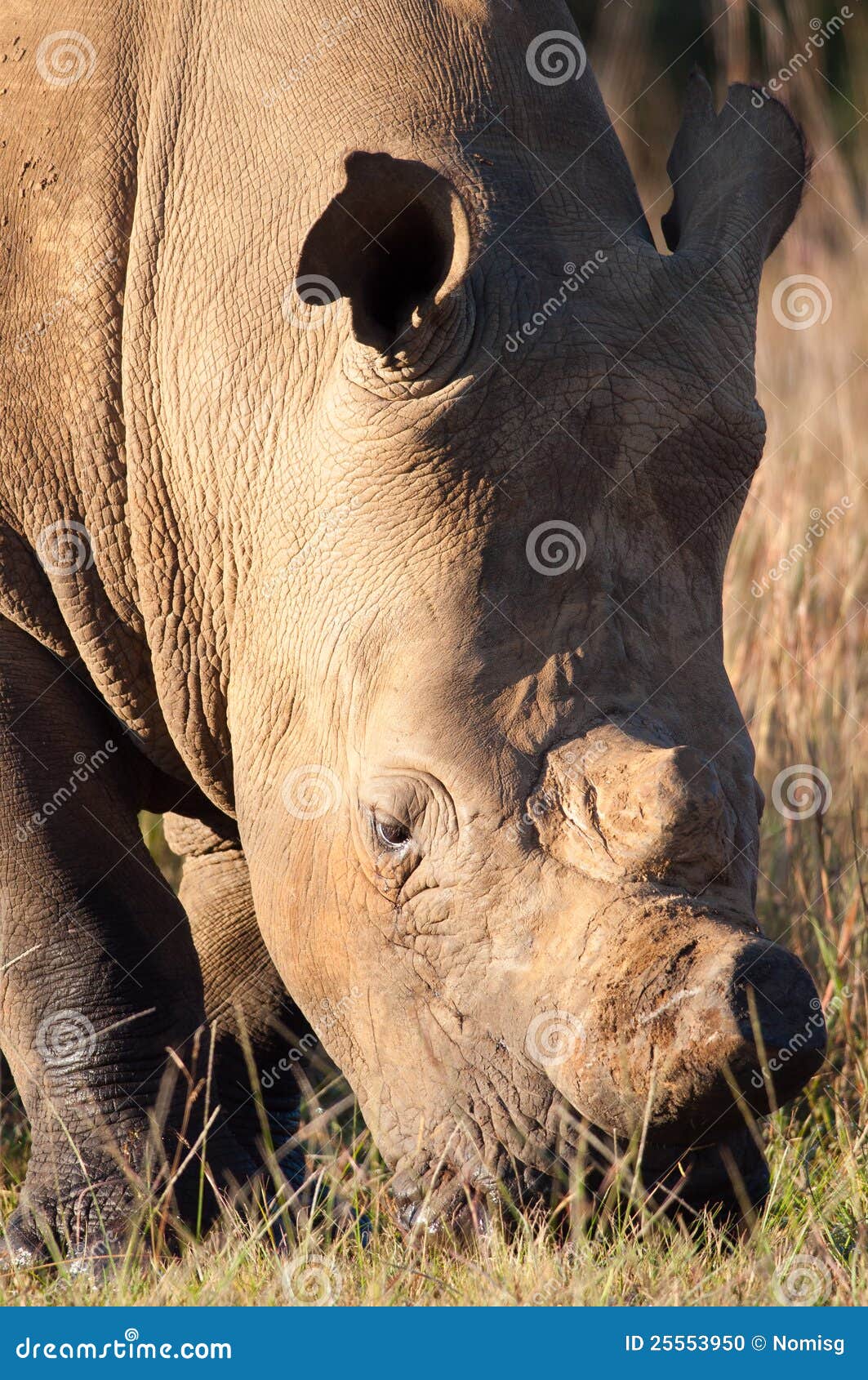 Head shot of a white Rhino stock photo. Image of white - 25553950