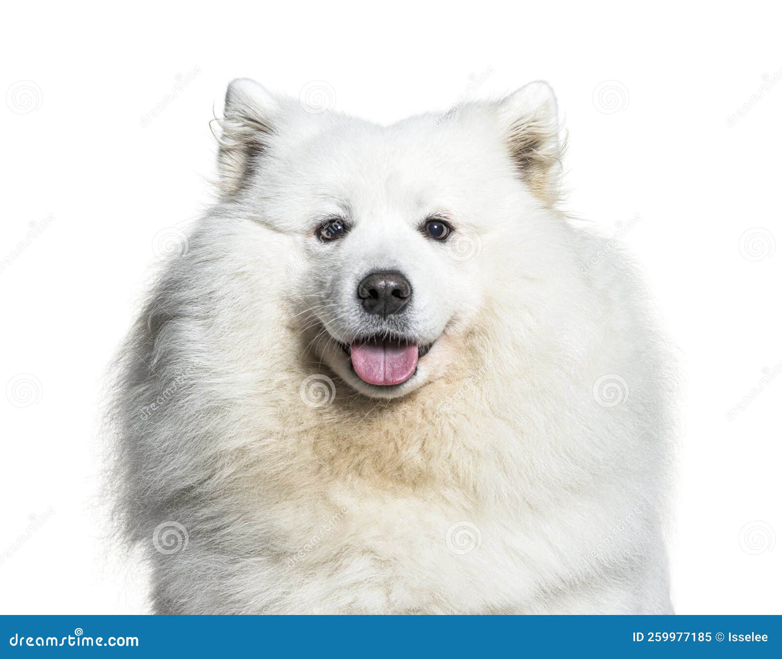 Head Shot of a White Samoyed Panting, Isolated on White Stock Image ...
